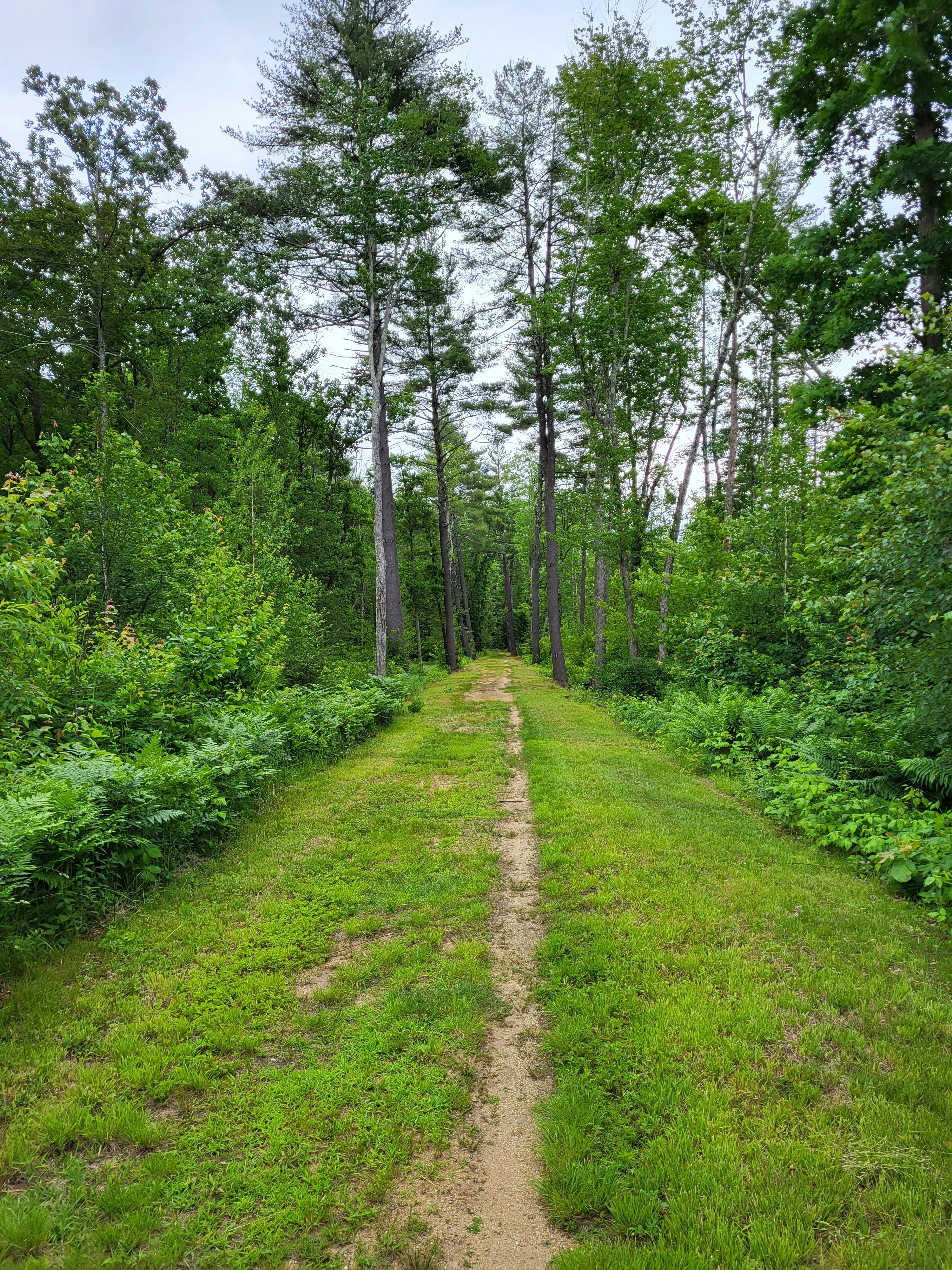 Straight Footpath to Forest · Free Stock Photo