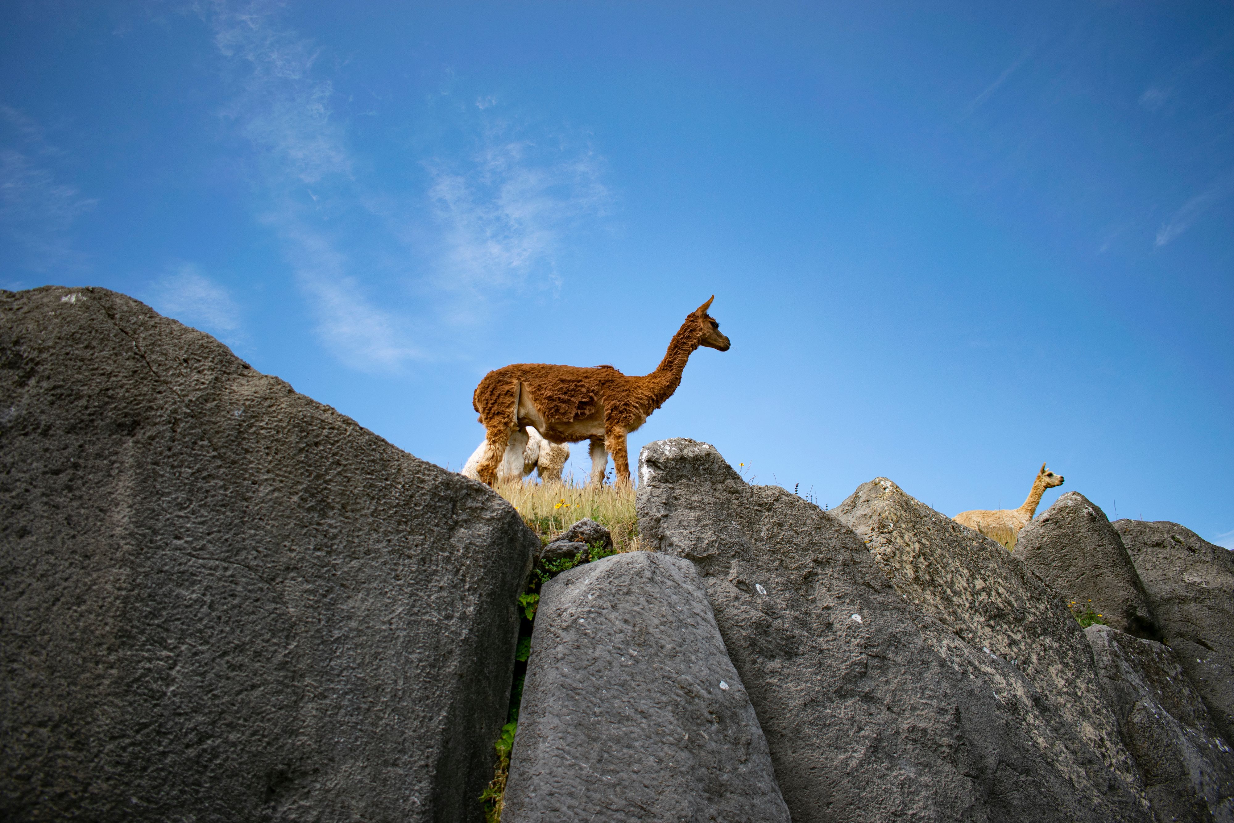 Sheep Somalia Photos, Download The BEST Free Sheep Somalia Stock Photos ...