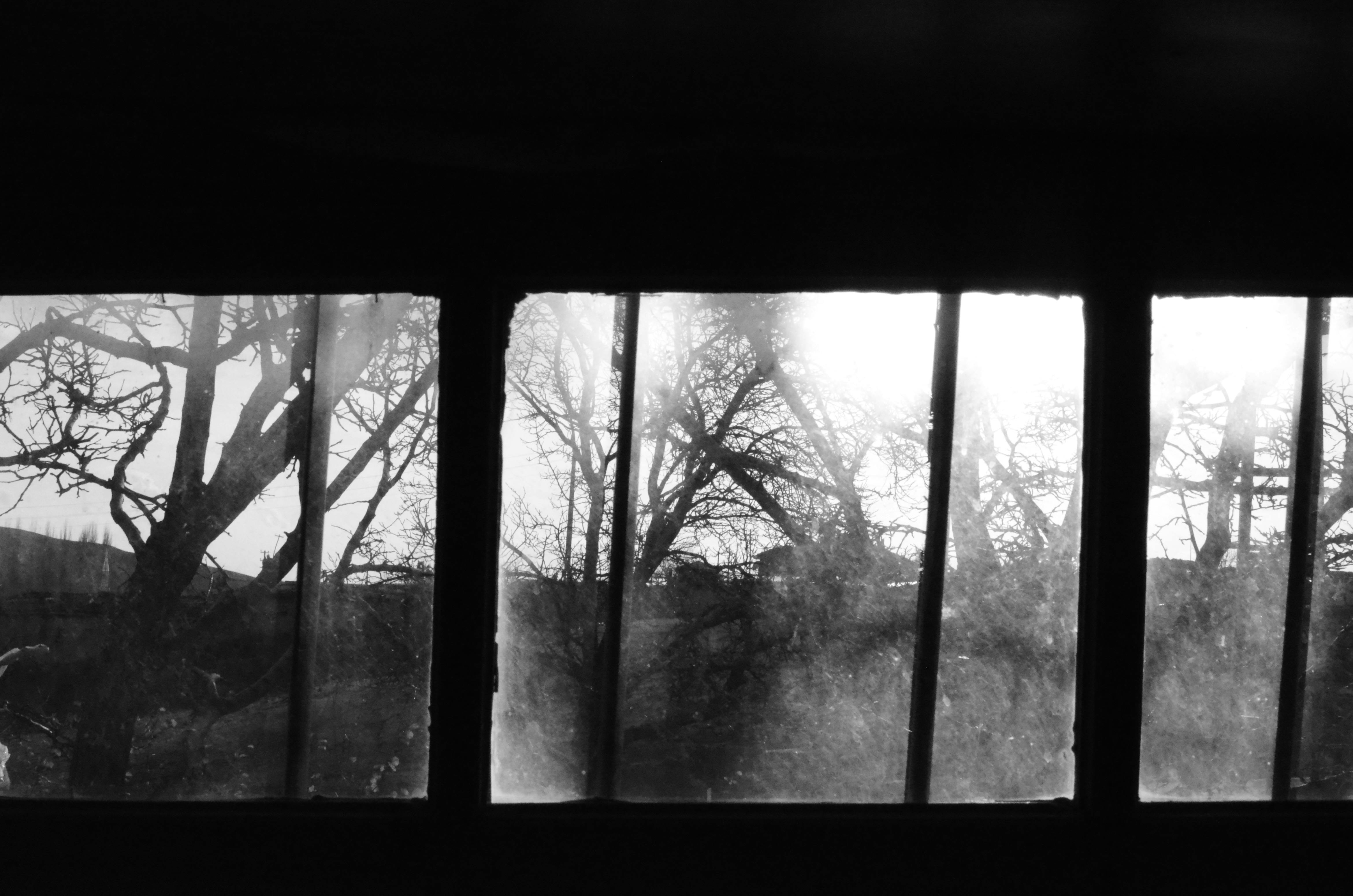Black and White Picture of Trees outside the Window · Free Stock Photo