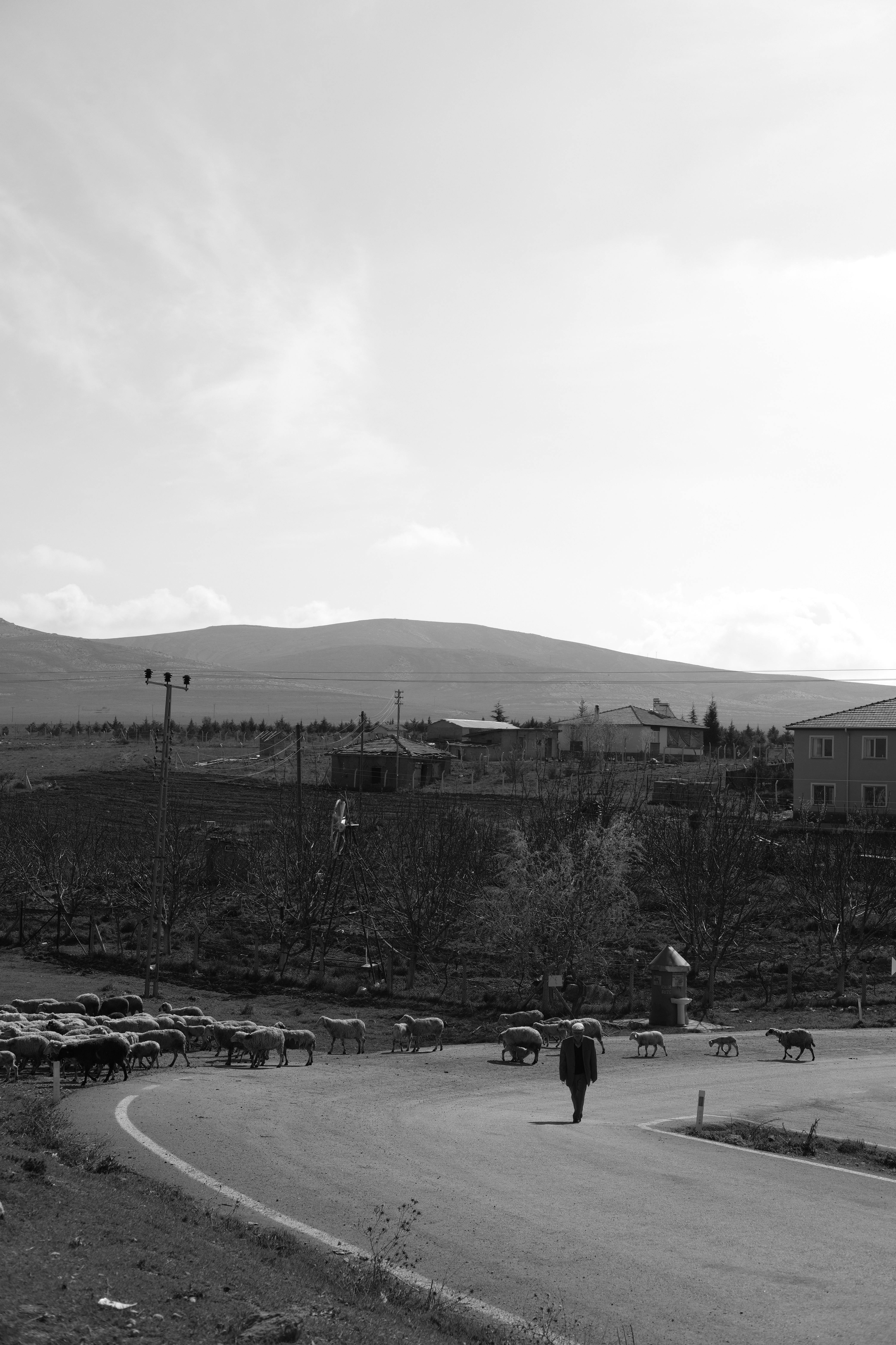 Shepherd Watching over Sheep Grazing Grass · Free Stock Photo