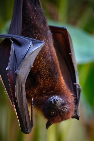 Bat Flying Photos, Download The BEST Free Bat Flying Stock Photos & HD ...