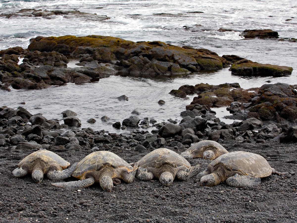 Sea Turtles Australia: Habitat, Journey, Protection