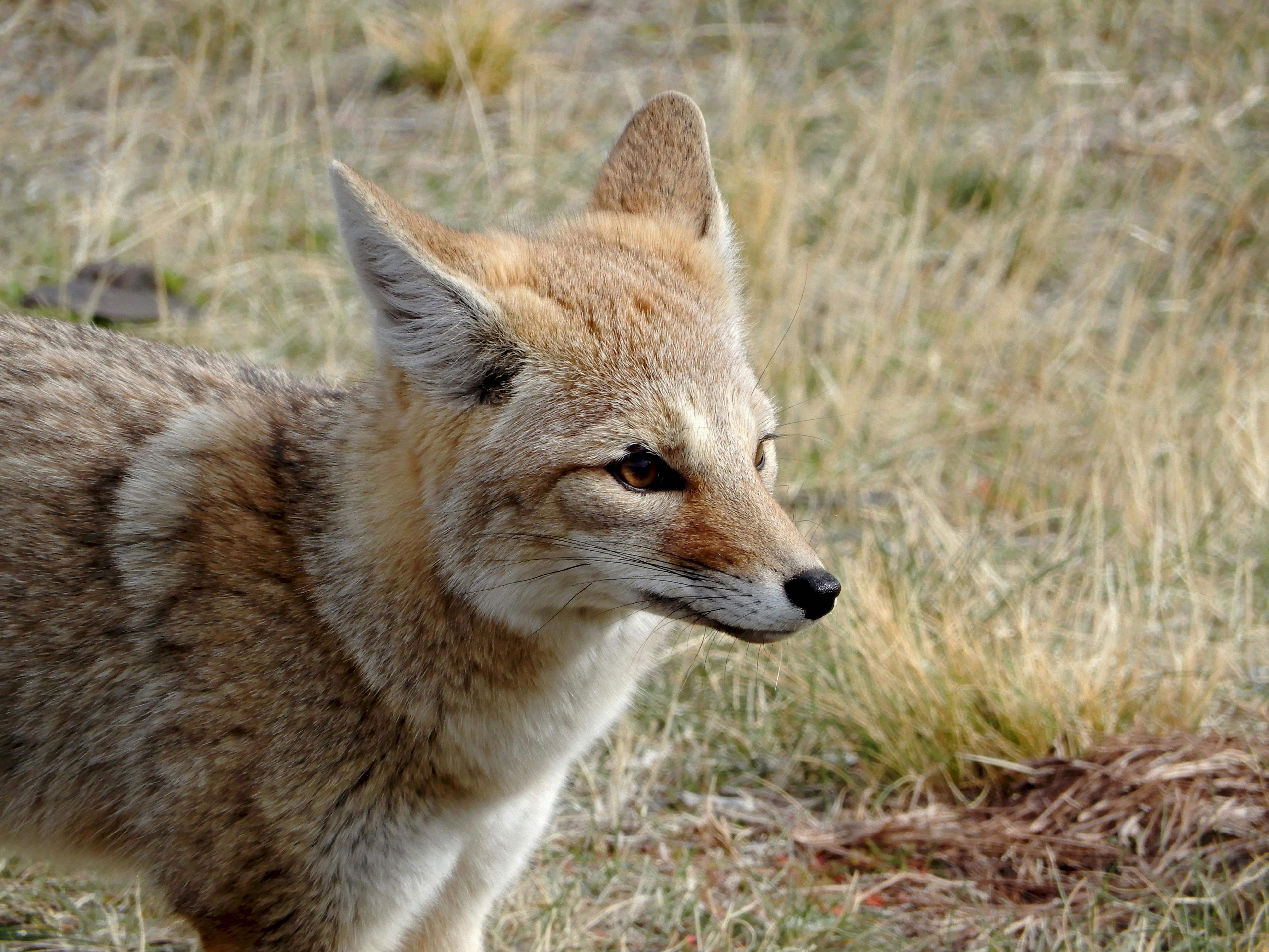 Tan and Orange Fox Standing in Water Near the Grass · Free Stock Photo