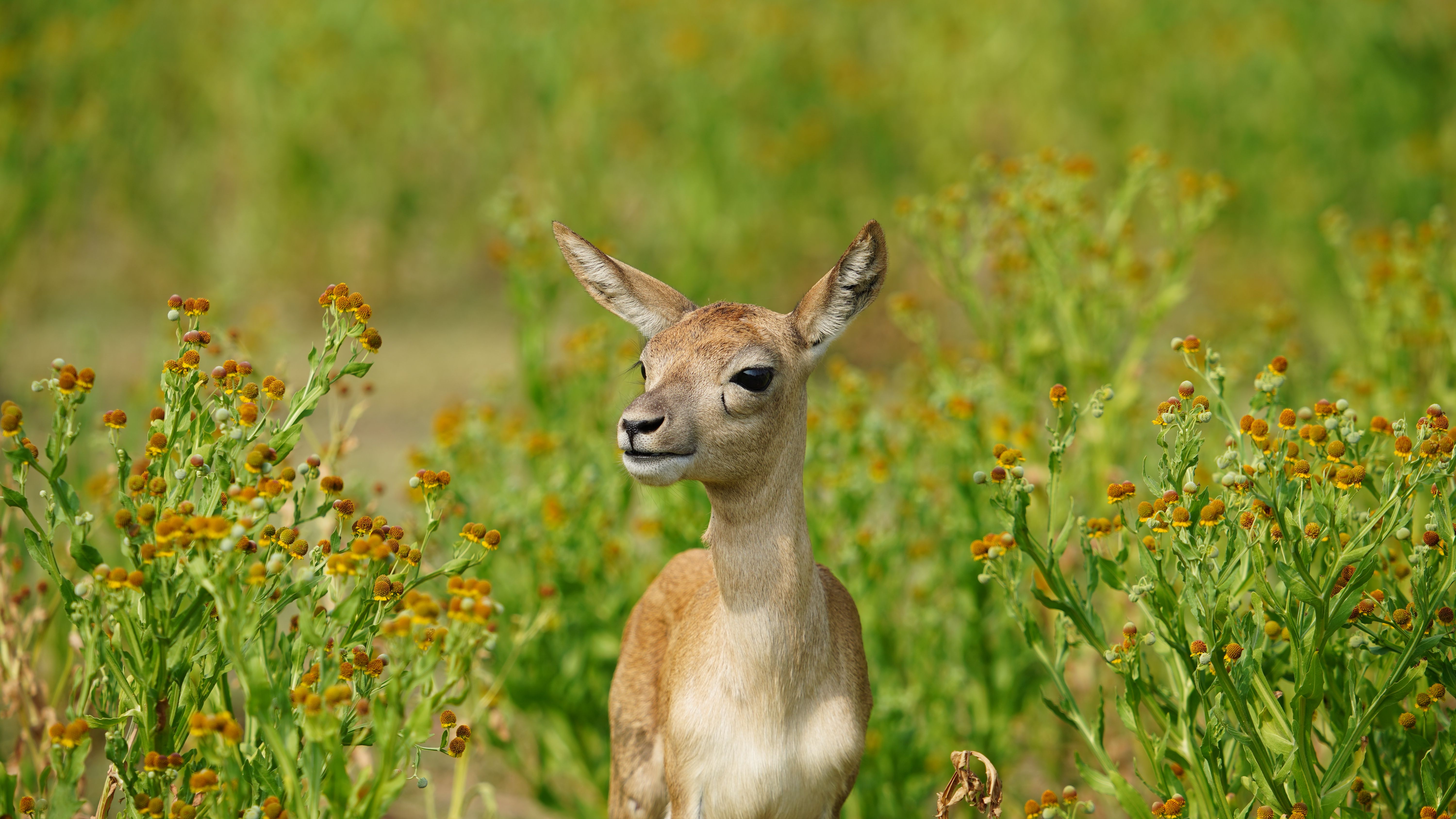 Blackbuck Photos, Download The BEST Free Blackbuck Stock Photos & HD Images