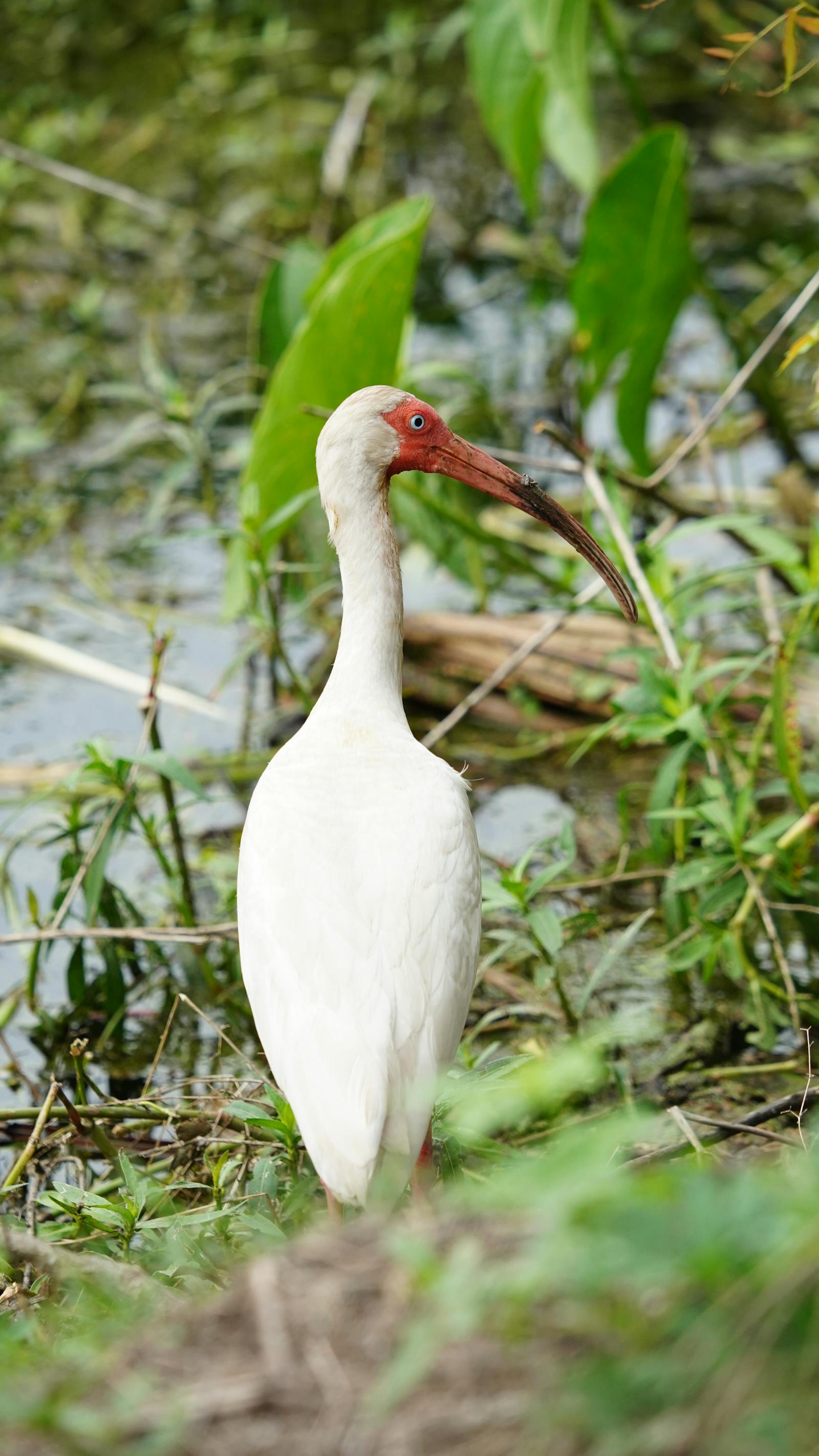 Ibis Photos, Download The BEST Free Ibis Stock Photos & HD Images