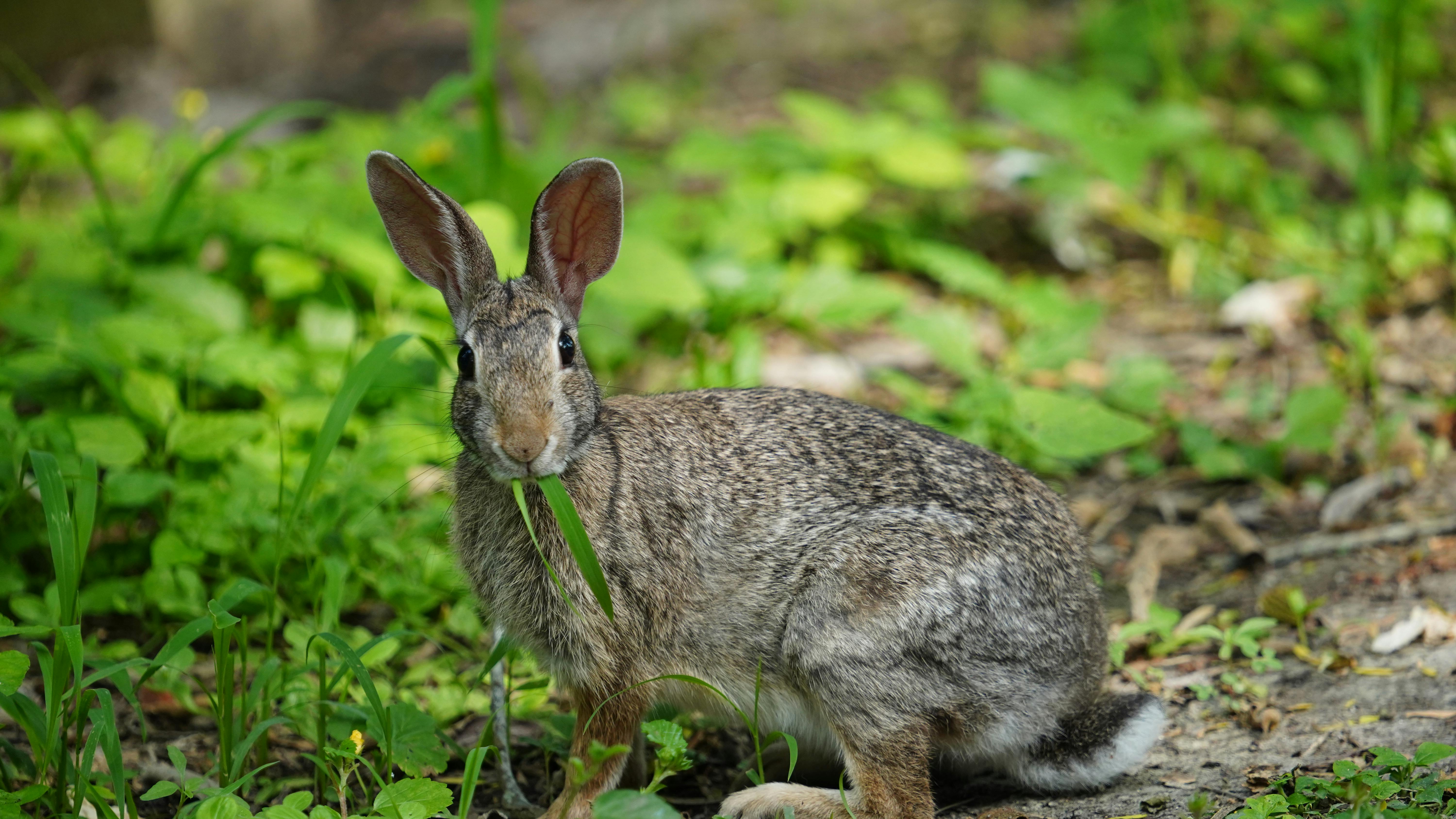 Swamp Rabbit Chewing Green Grass · Free Stock Photo