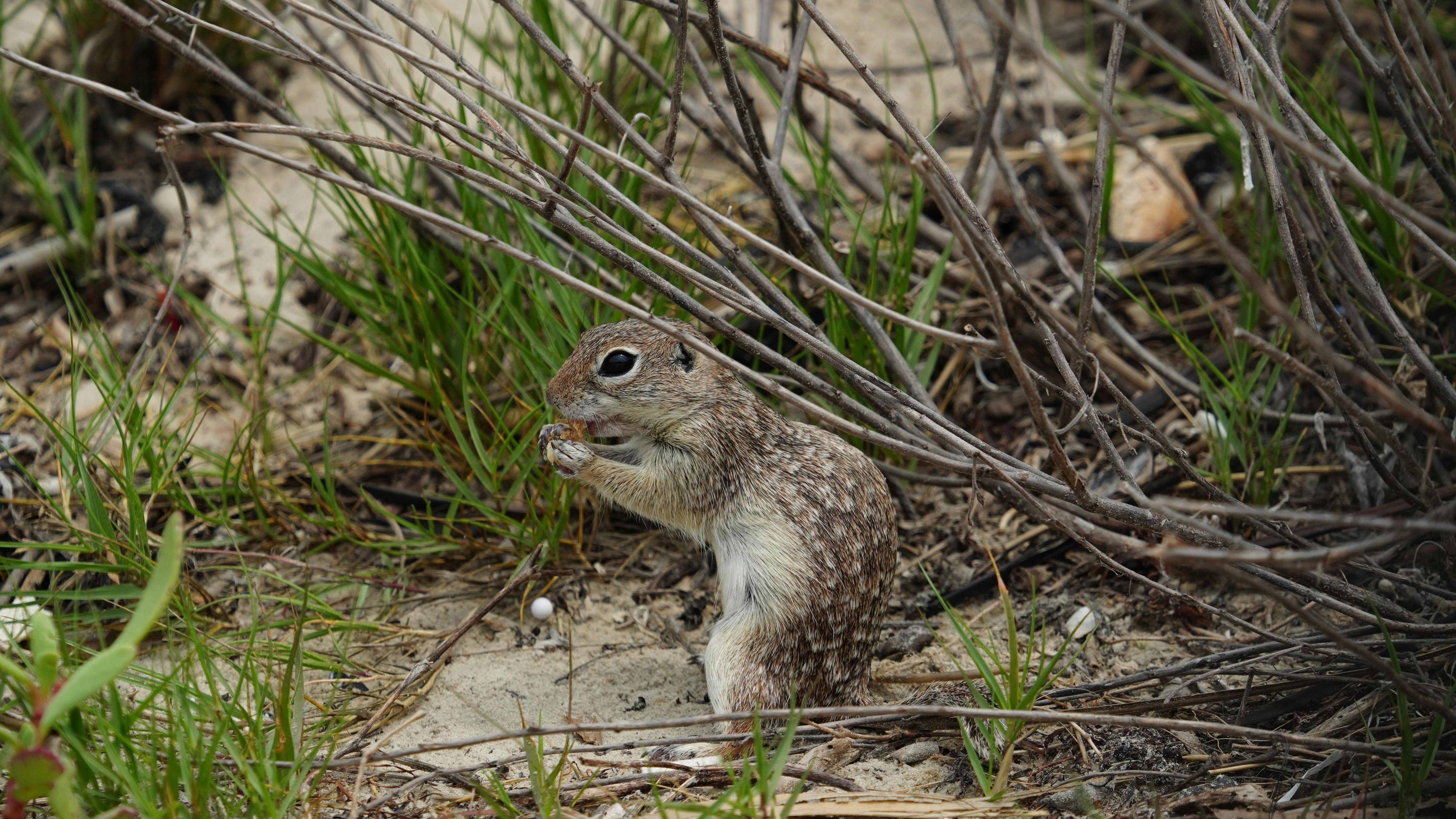 Spotted Ground Squirrel Sitting on the Ground · Free Stock Photo
