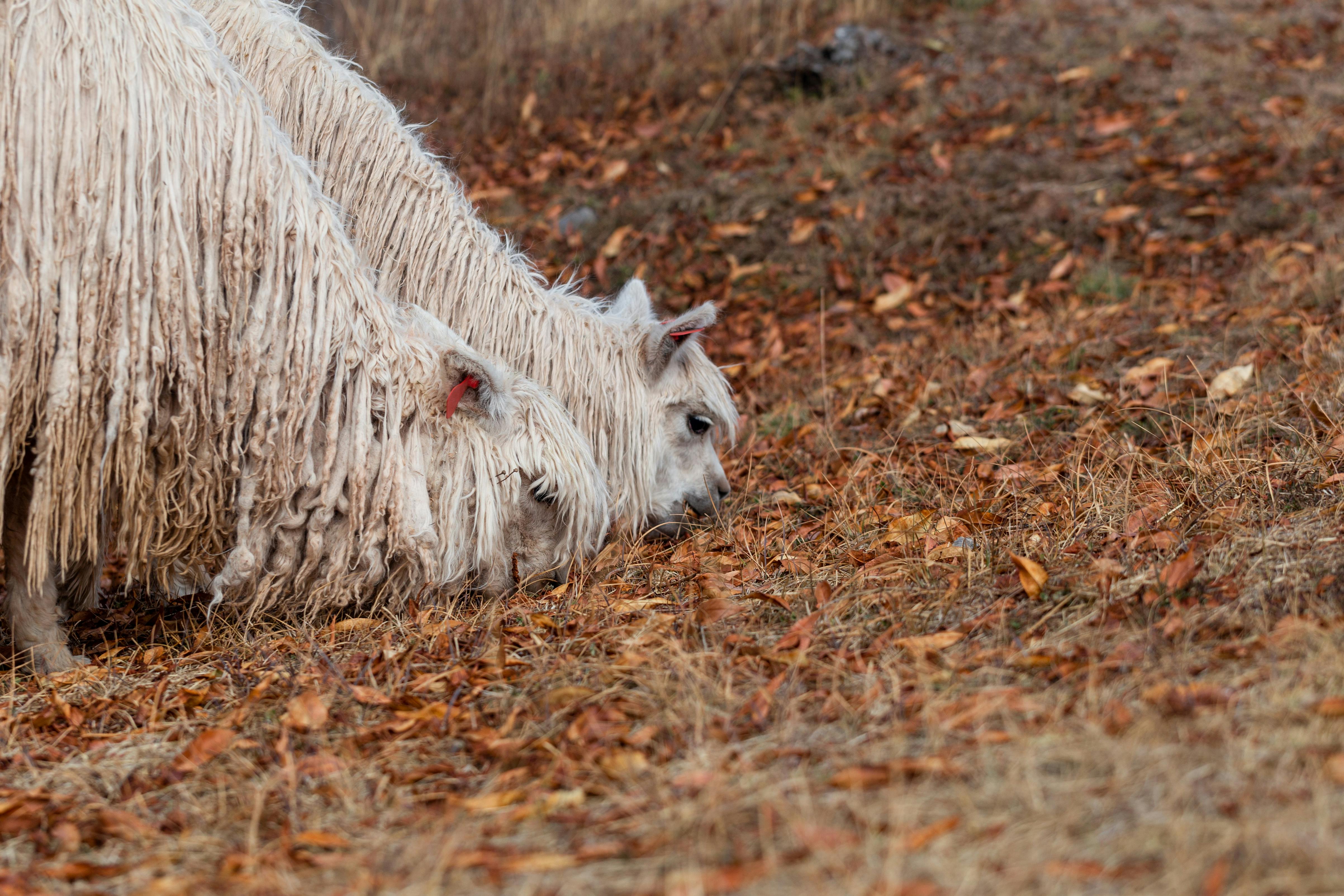 Close-up of Two Suri Alpacas on a Field · Free Stock Photo