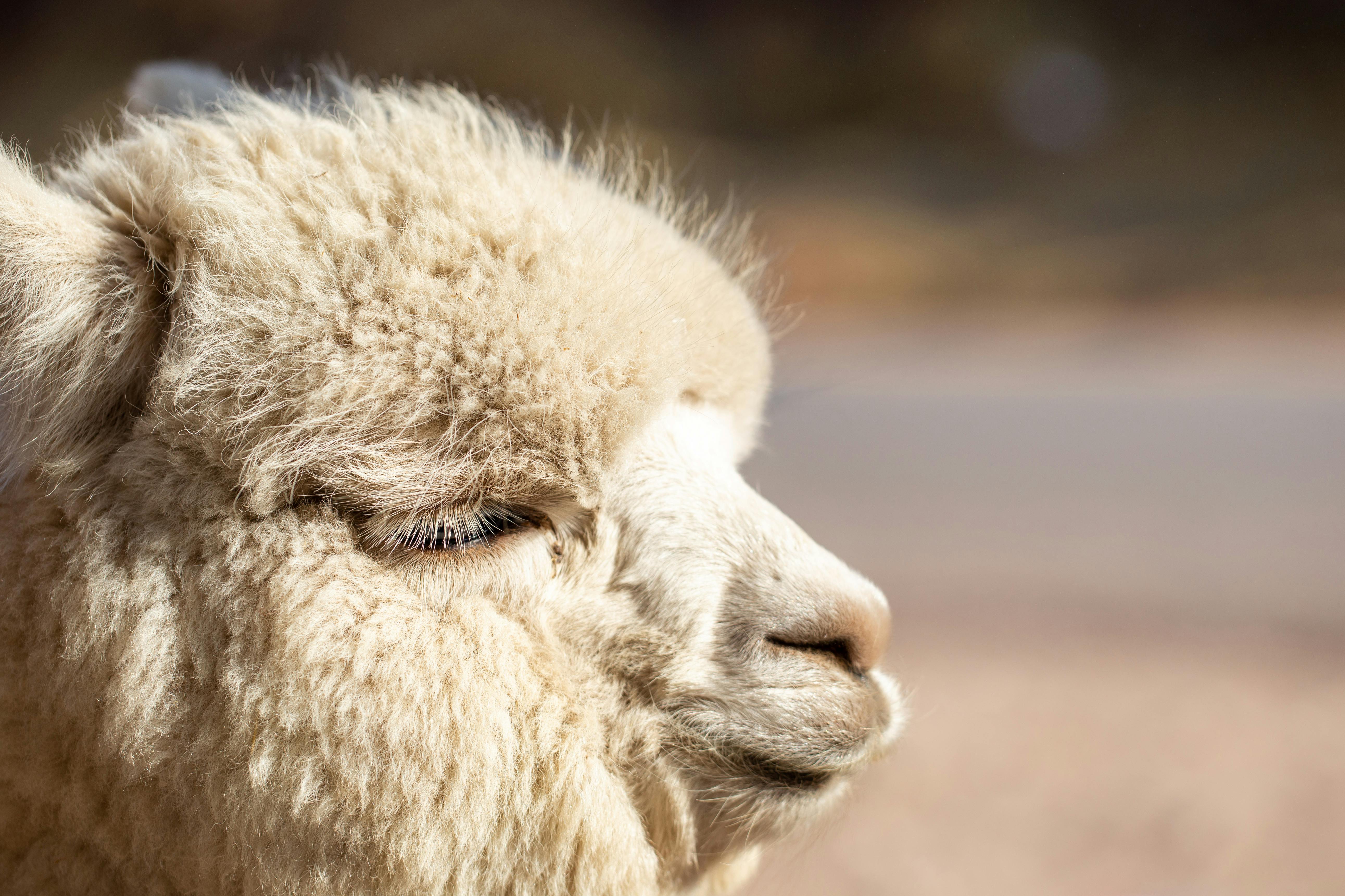 Close-up of Alpaca · Free Stock Photo