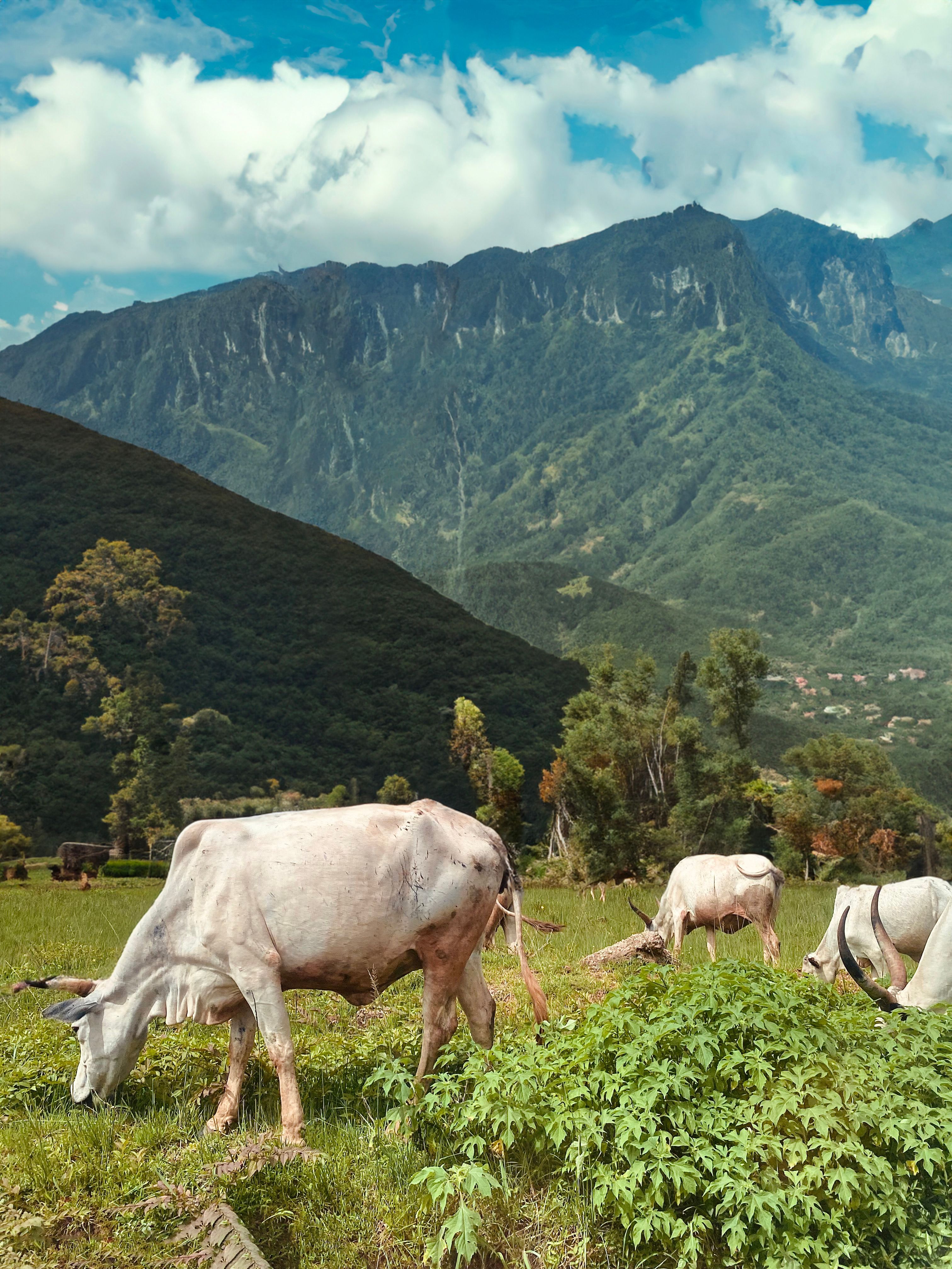 White Cows Photos, Download The BEST Free White Cows Stock Photos & HD ...