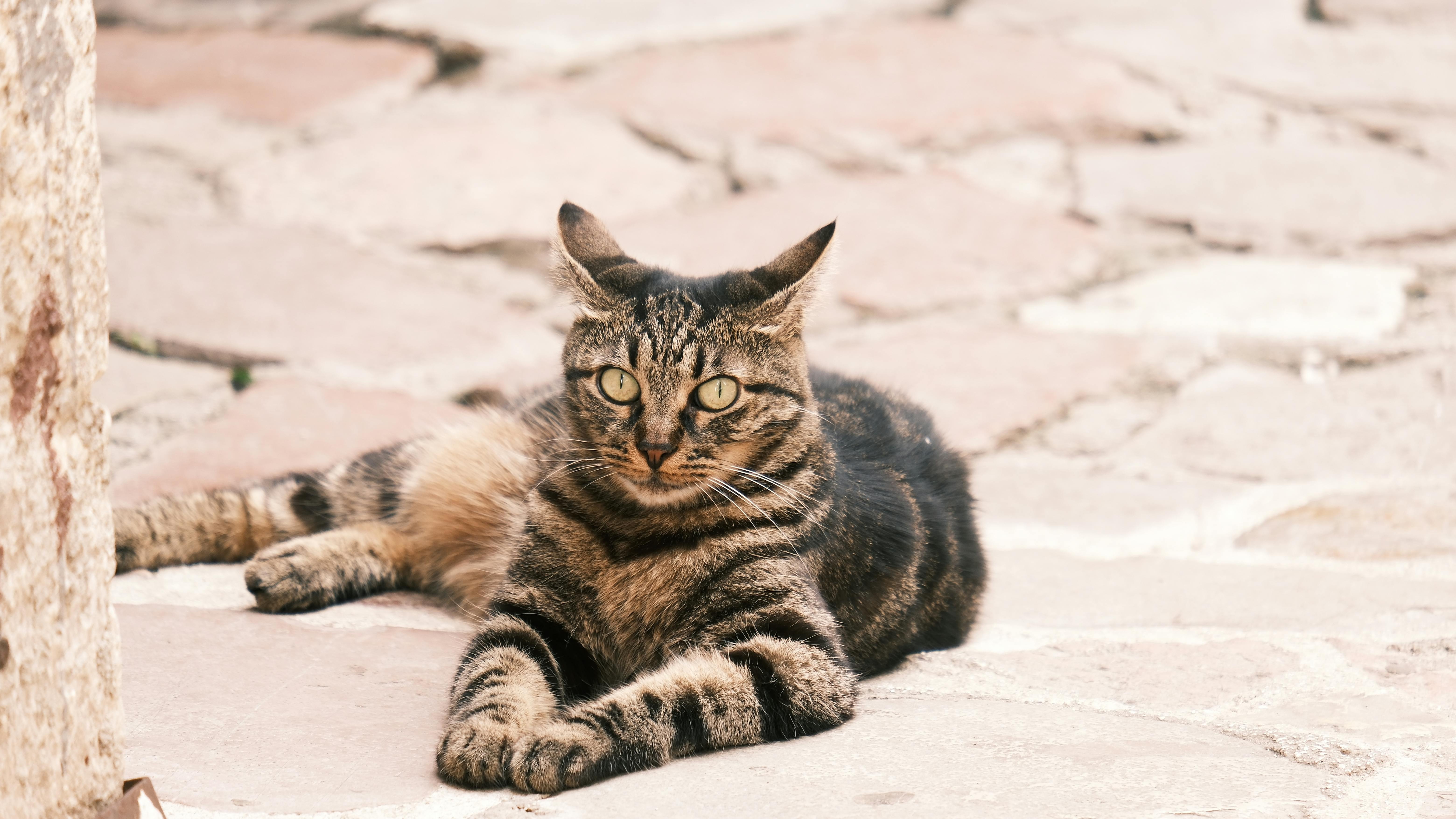 Fluffy Tabby Cat · Free Stock Photo