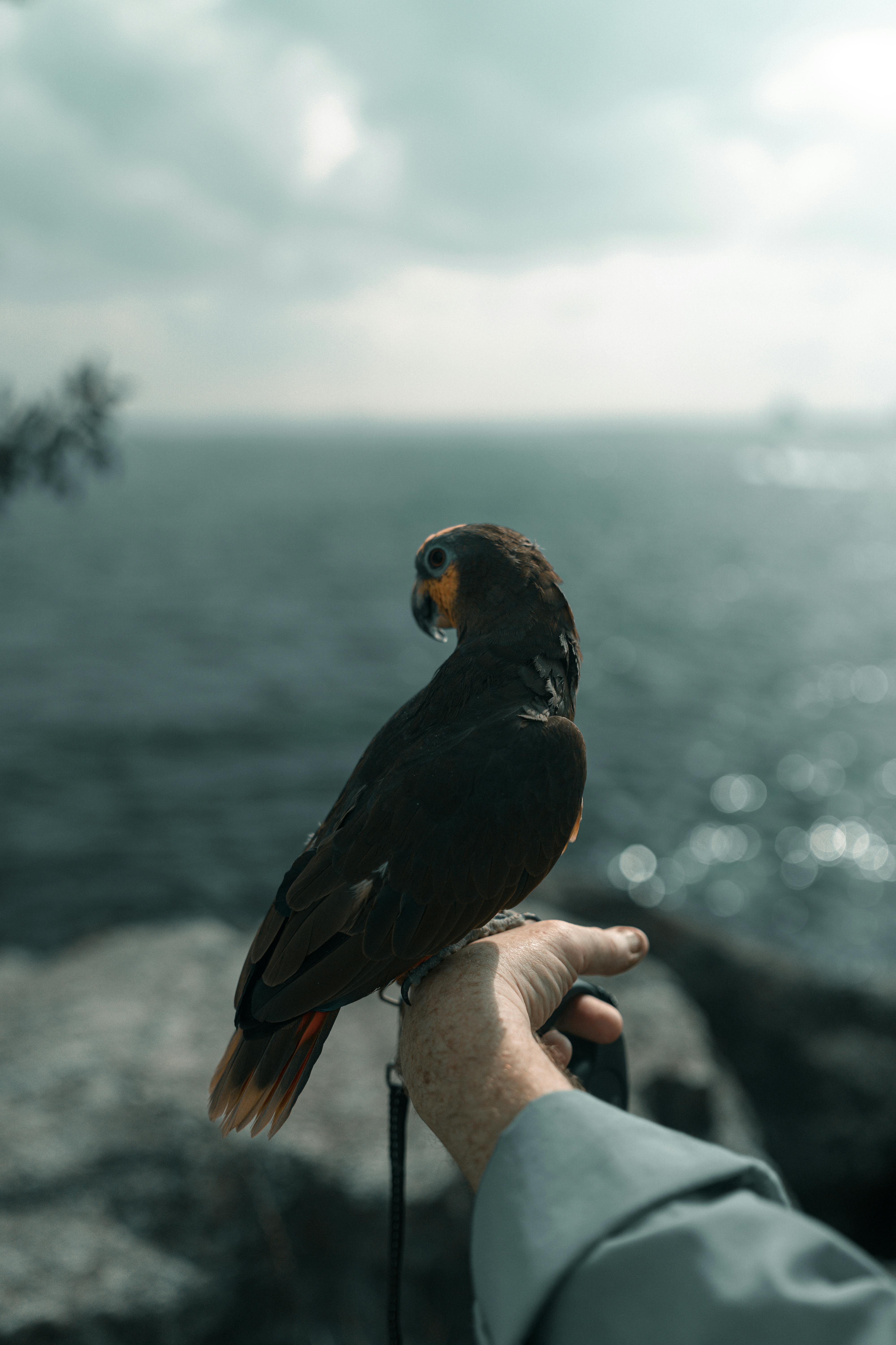 A person holding a bird · Free Stock Photo