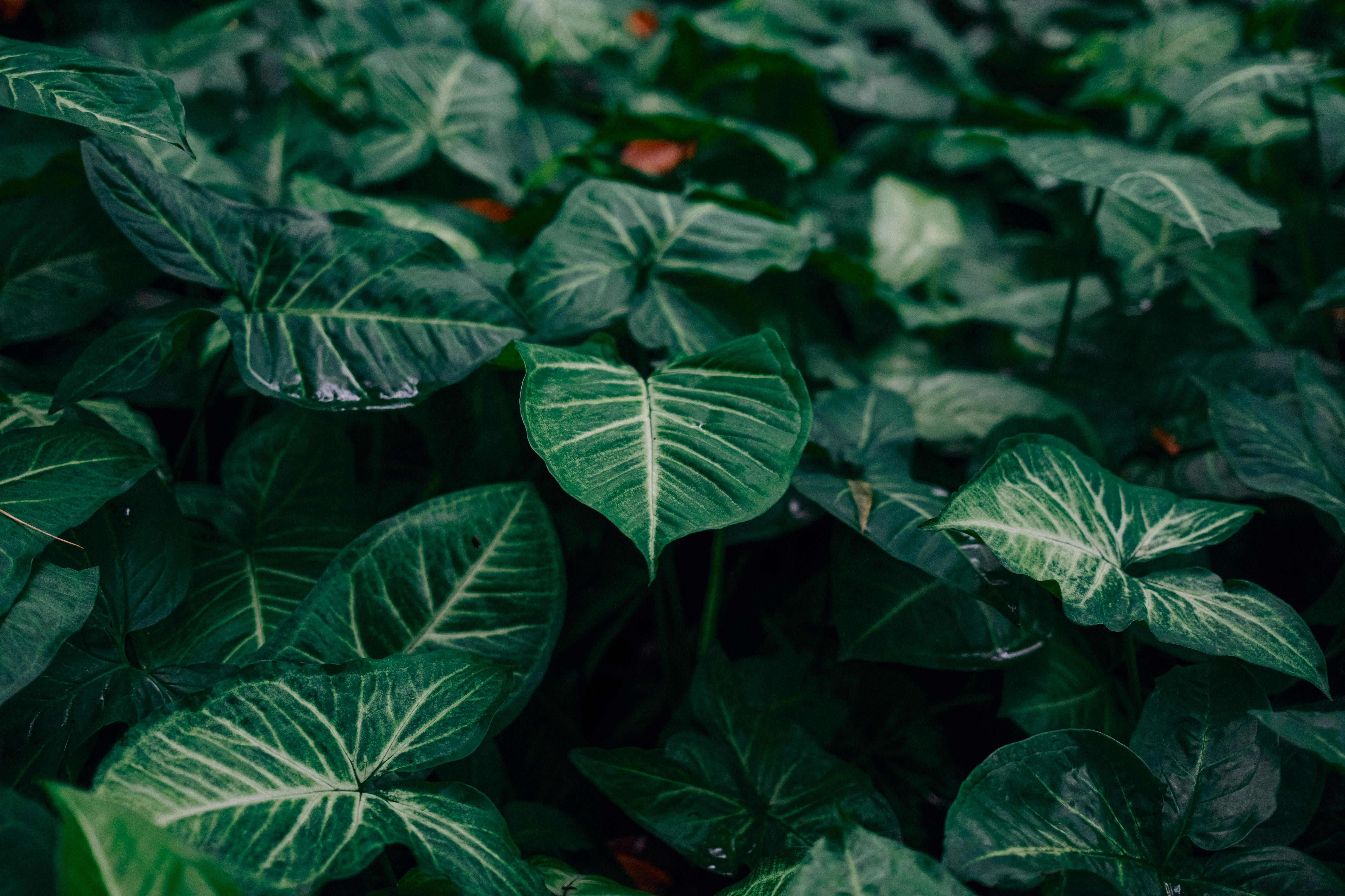 Close-up of Foliage Shrub · Free Stock Photo