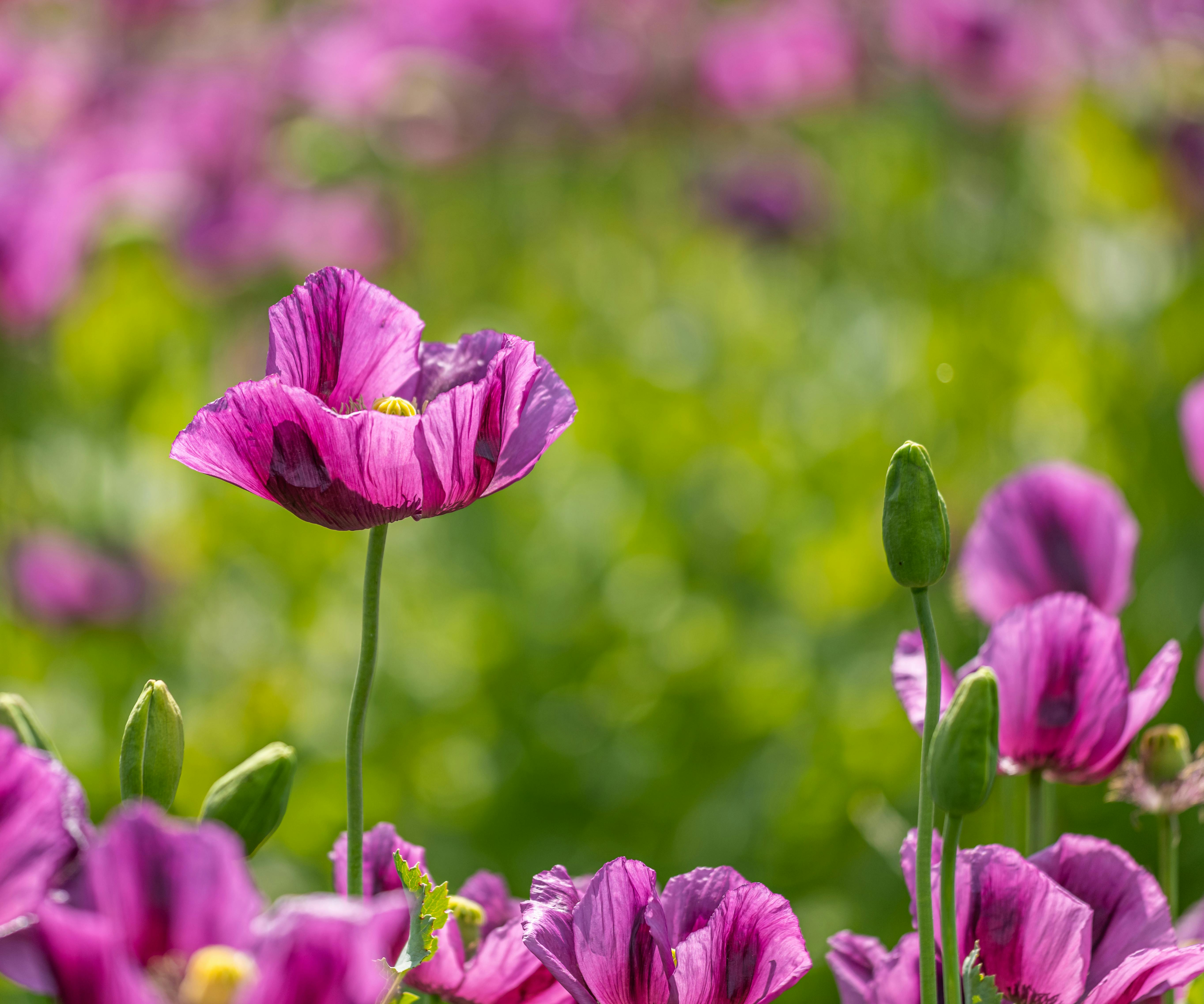Violet Poppy Flowers · Free Stock Photo