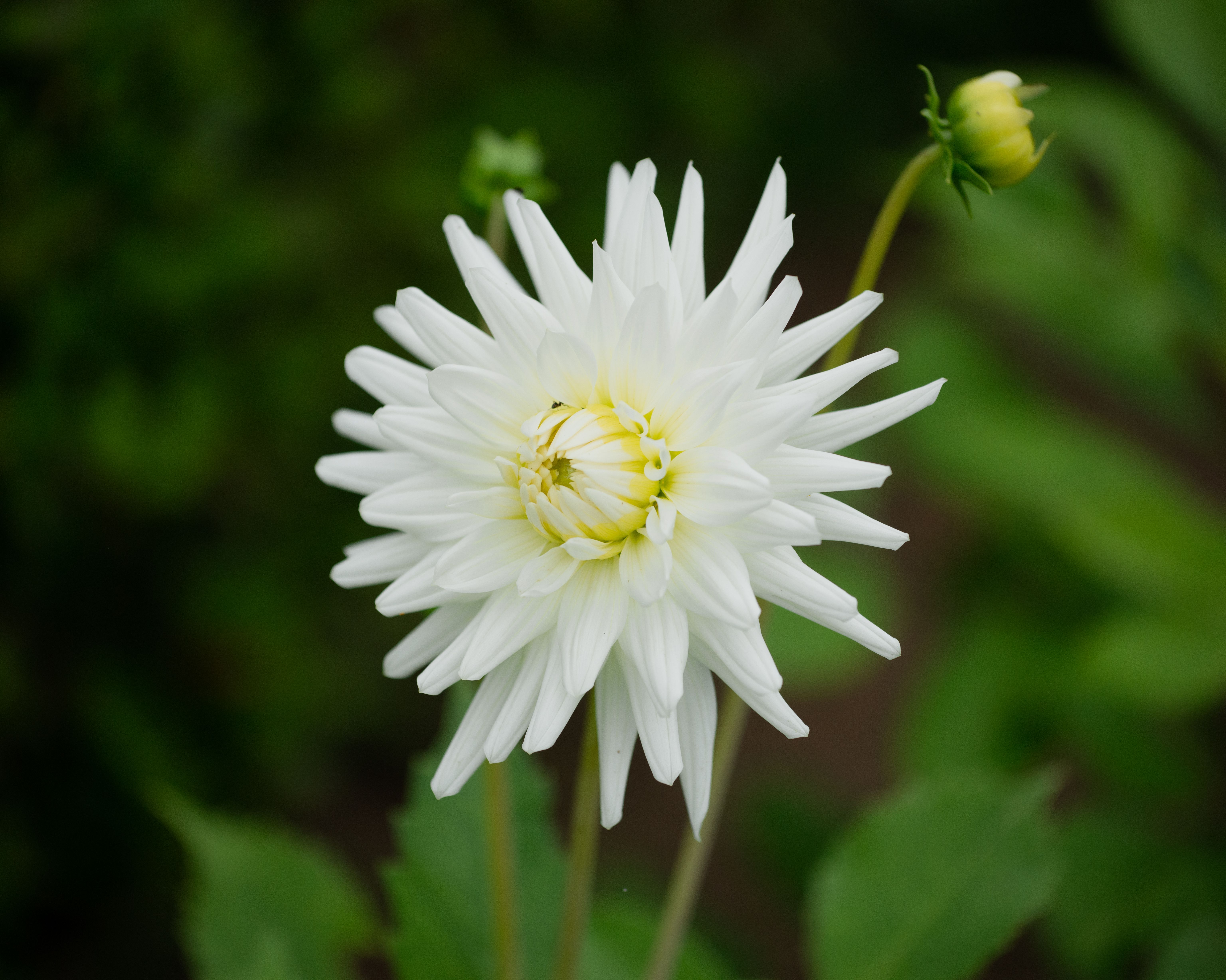 Blooming Dahlia in Close Up · Free Stock Photo