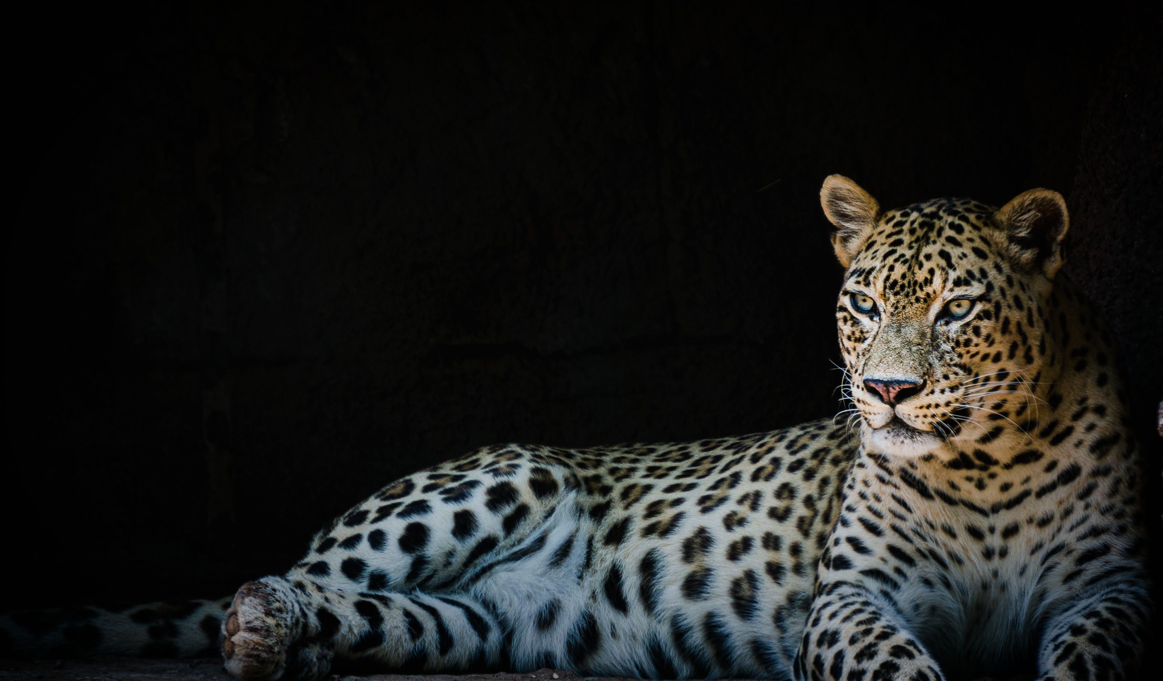 Foto profissional gratuita de amável, andhra pradesh, animais selvagens ...