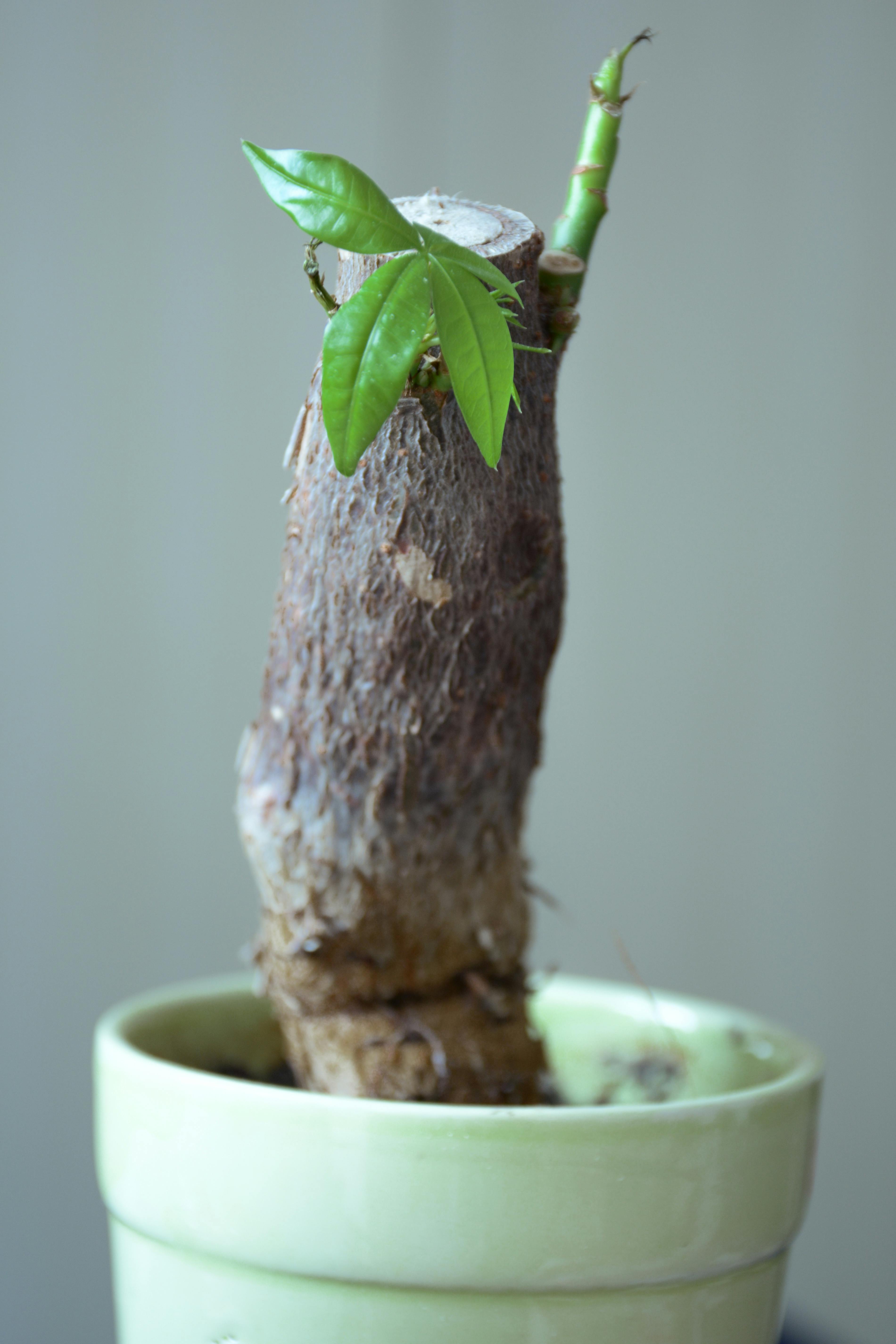 Vinson Chu - Photographie