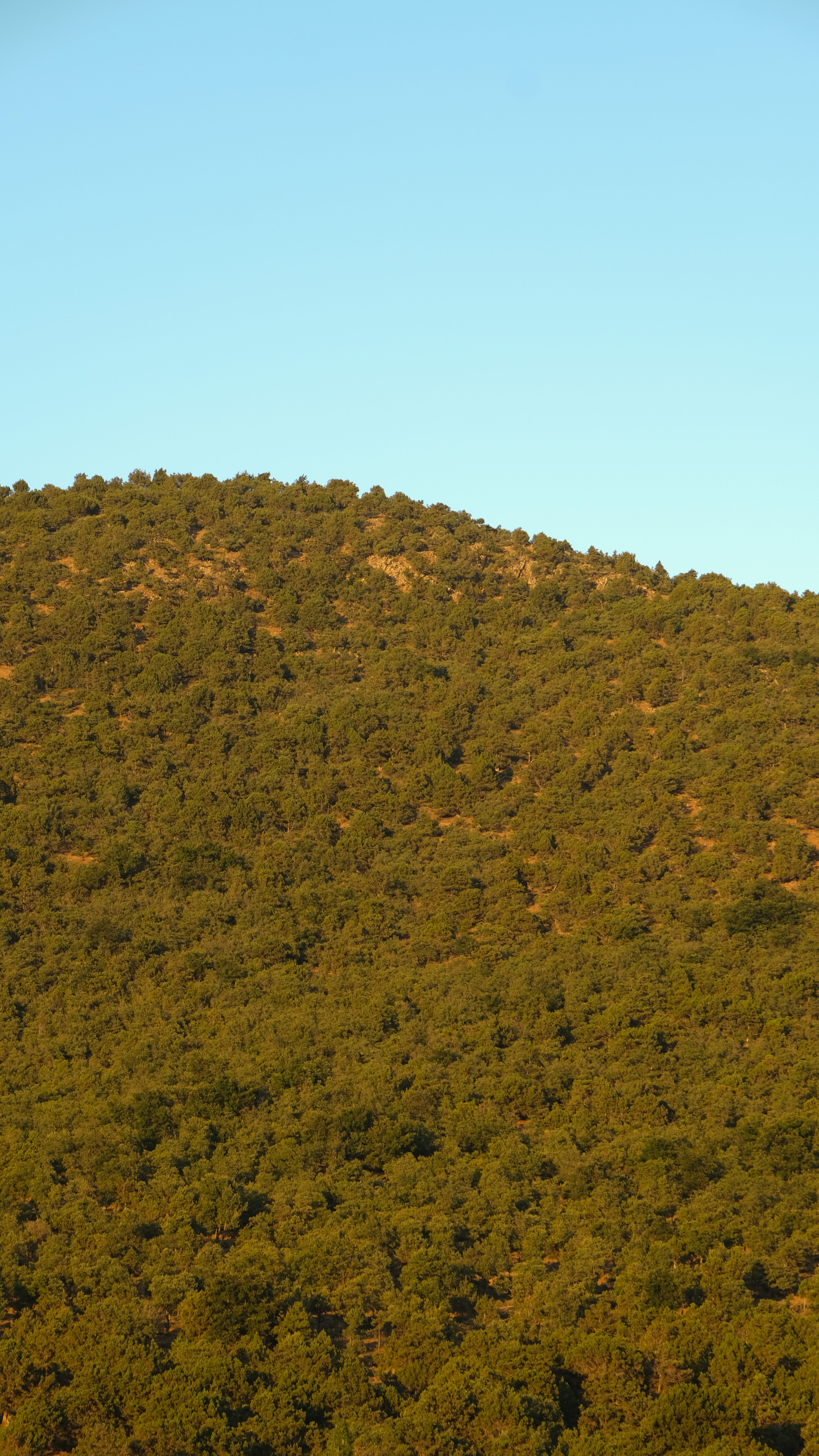 Forest on a Hill · Free Stock Photo
