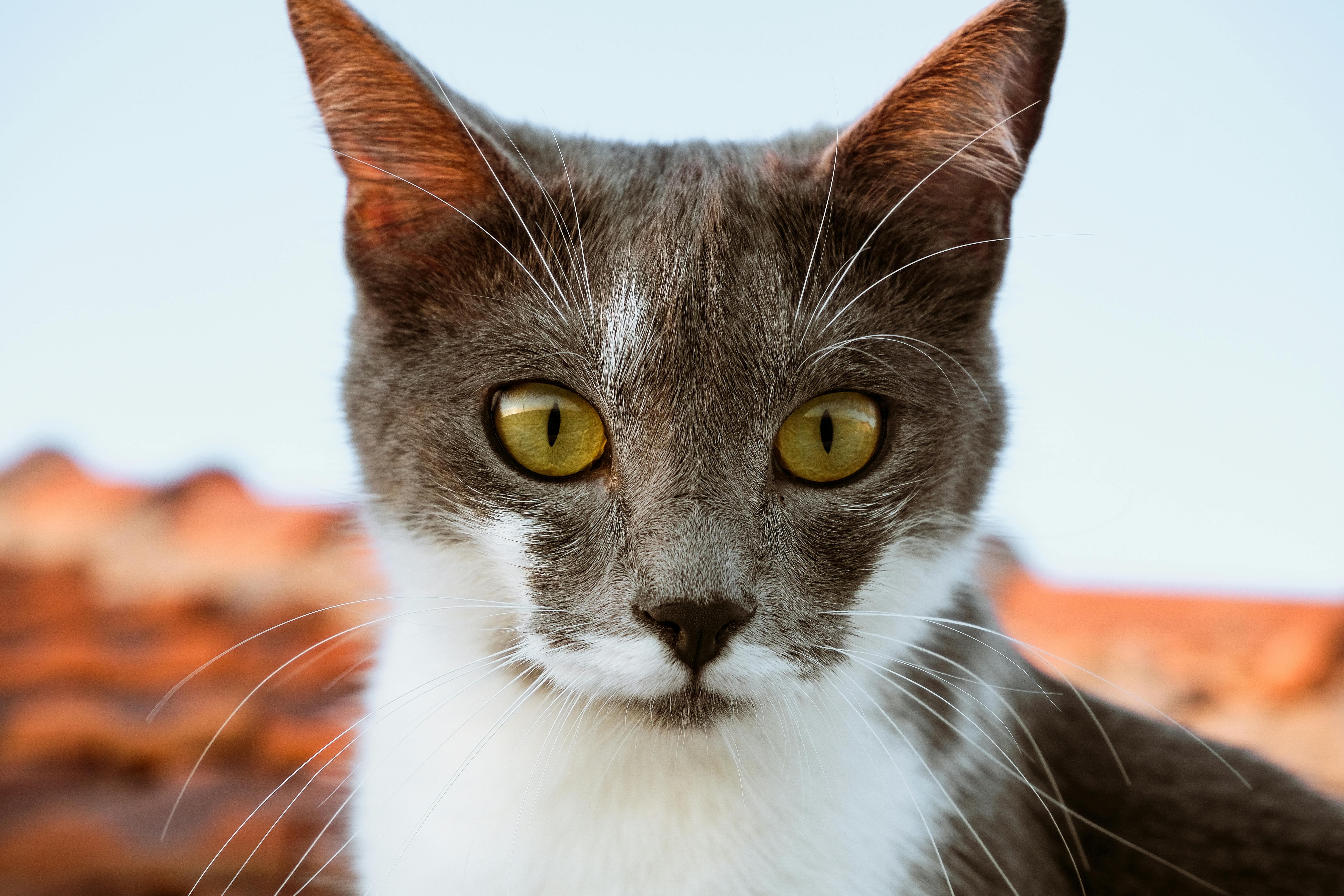 Adorable Cat in Close-up View · Free Stock Photo
