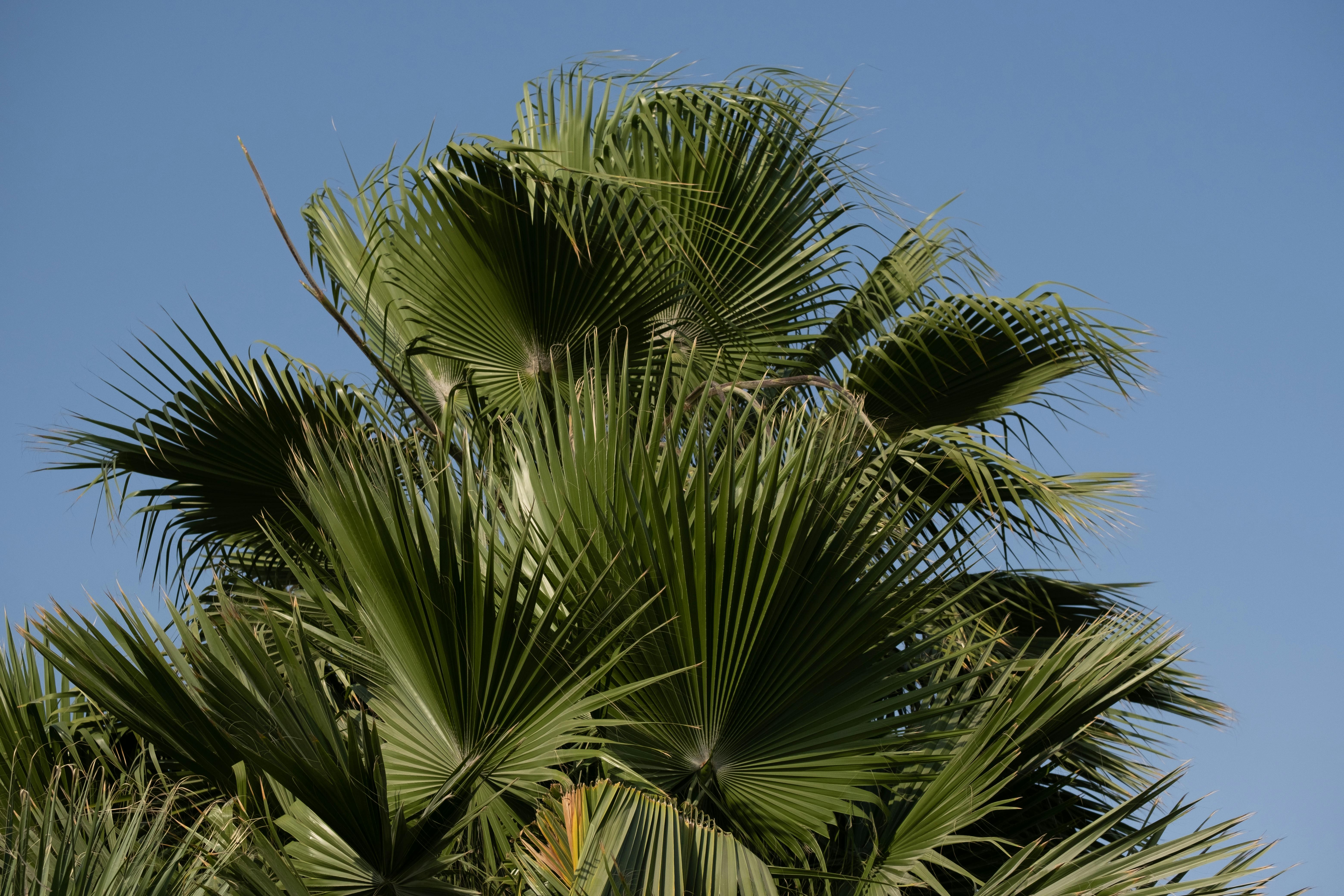 Compton Palm Tree Photos, Download The BEST Free Compton Palm Tree ...