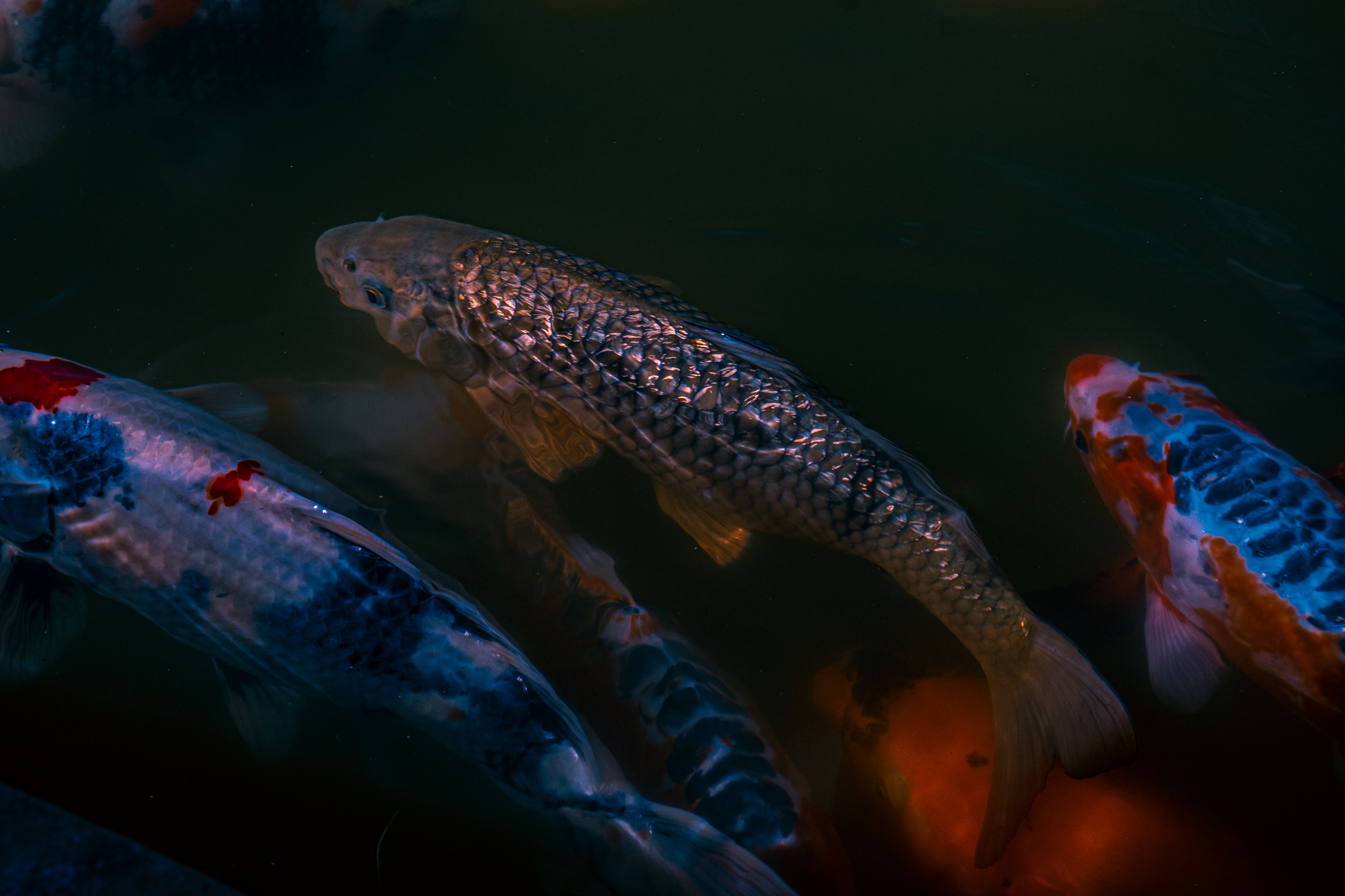 Animals Dark Photos, Download The BEST Free Animals Dark Stock Photos ...