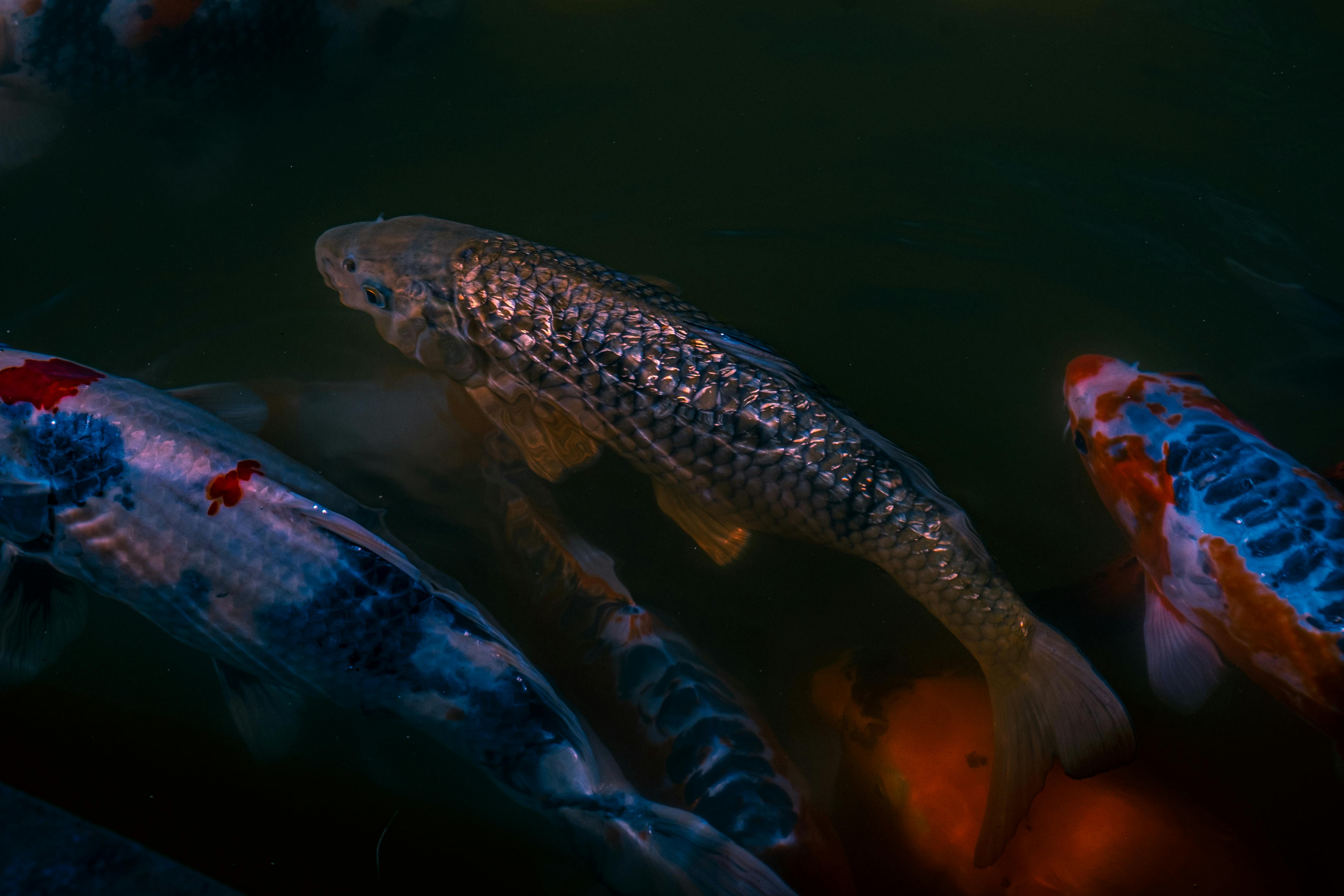 Tropical Fish in the Dark · Free Stock Photo
