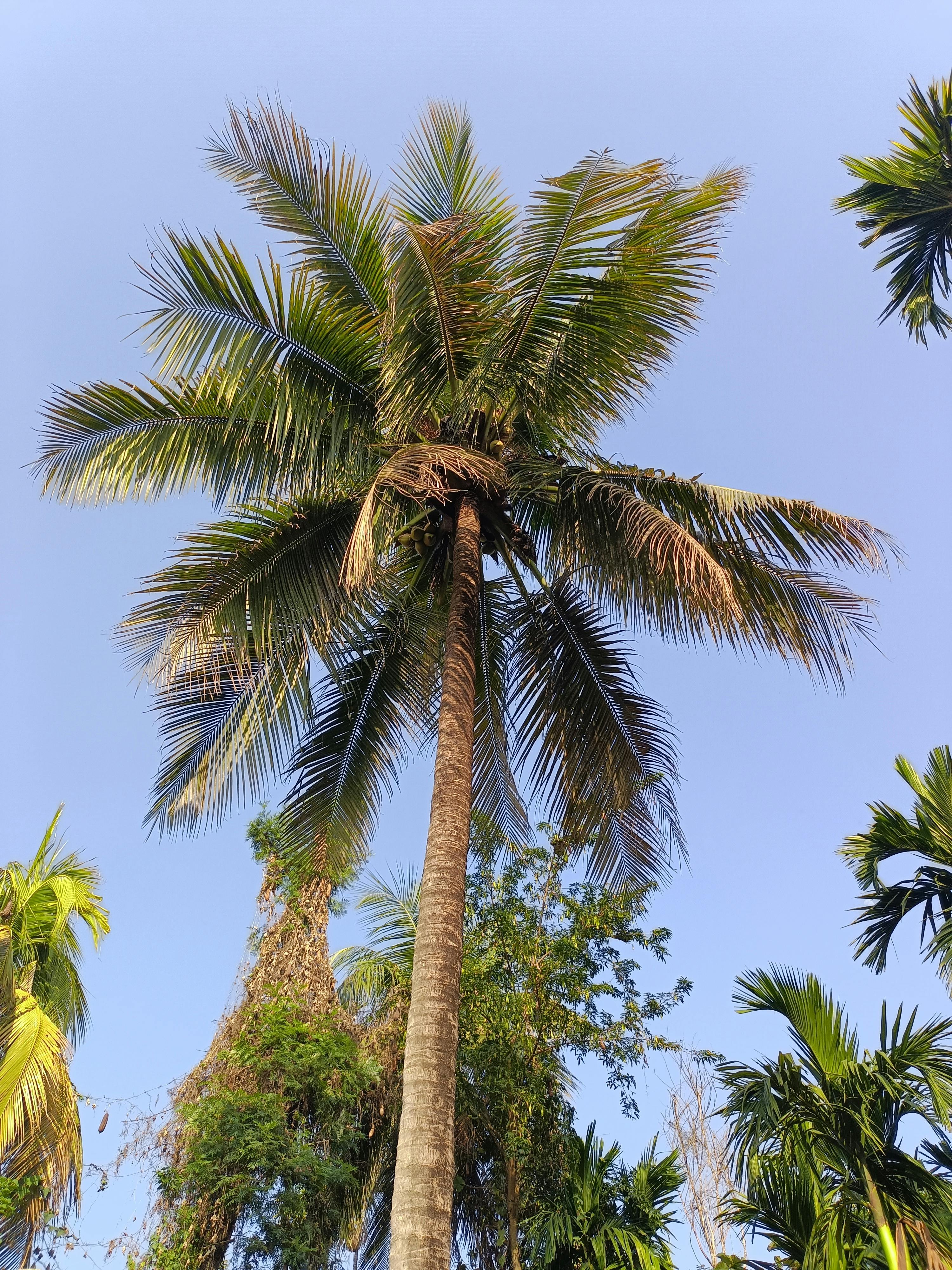 Low Angle Shot of Palm Trees · Free Stock Photo