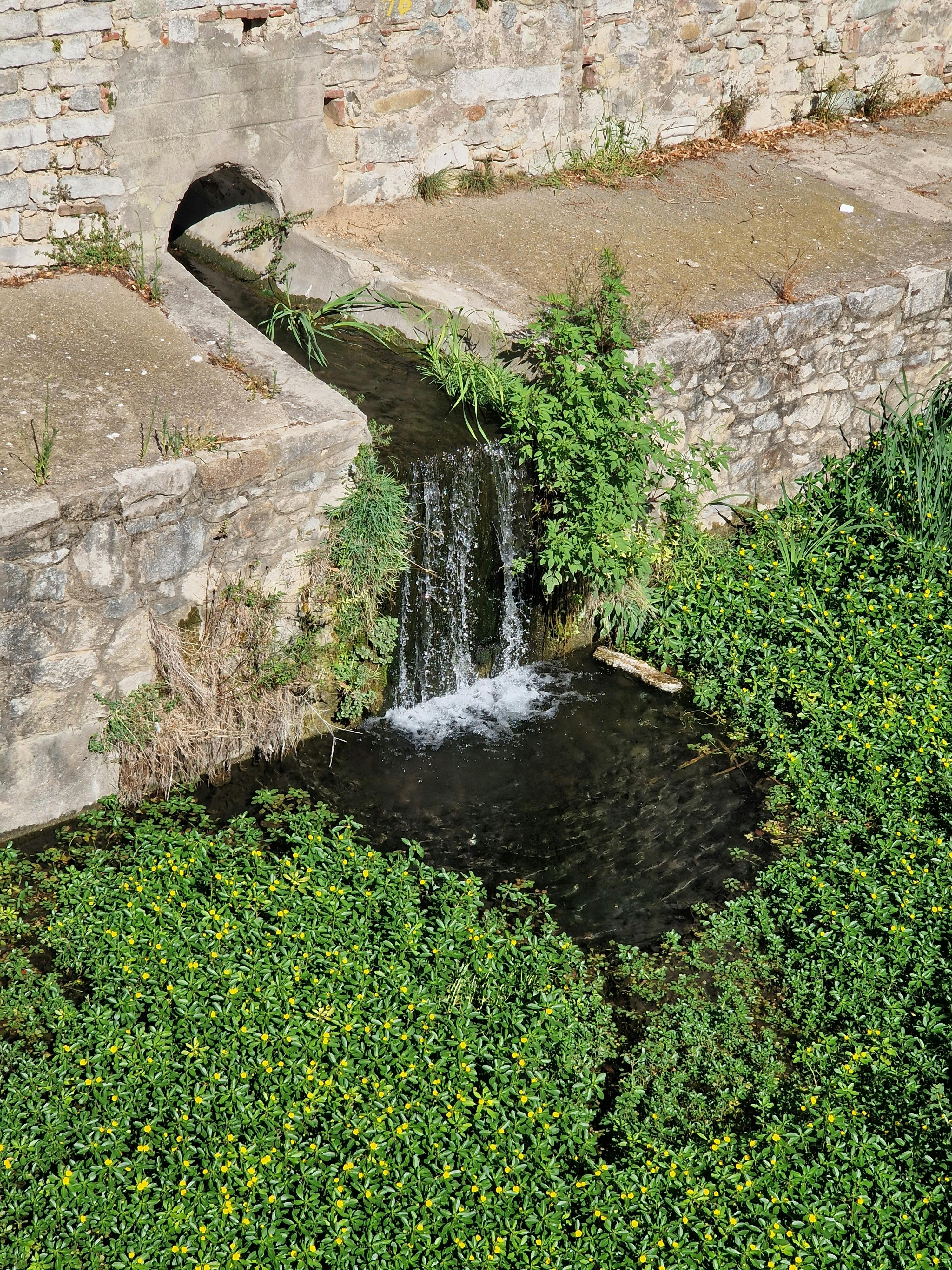 Plants around Water Flowing through Stone Dam · Free Stock Photo