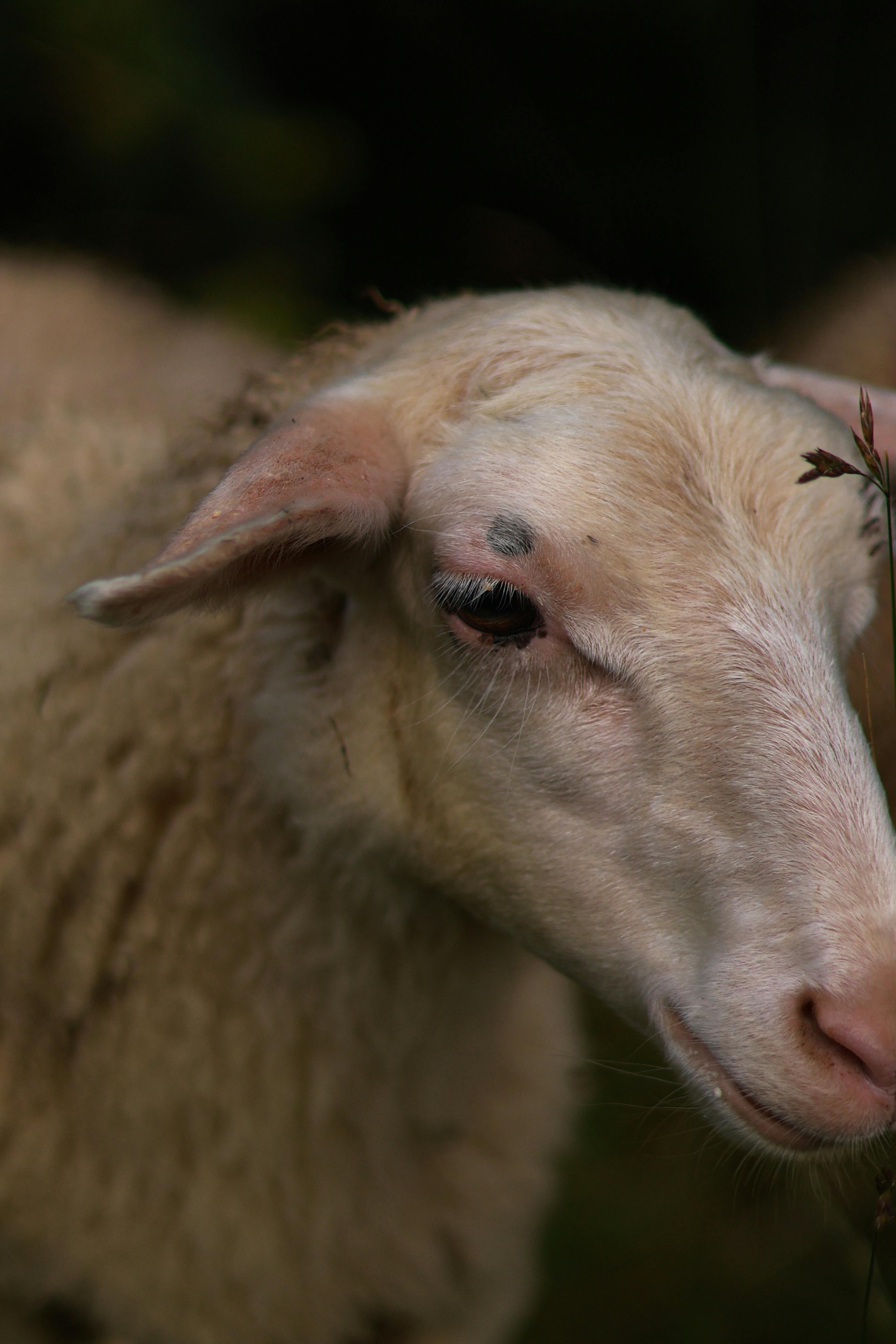 Head of Sheep · Free Stock Photo