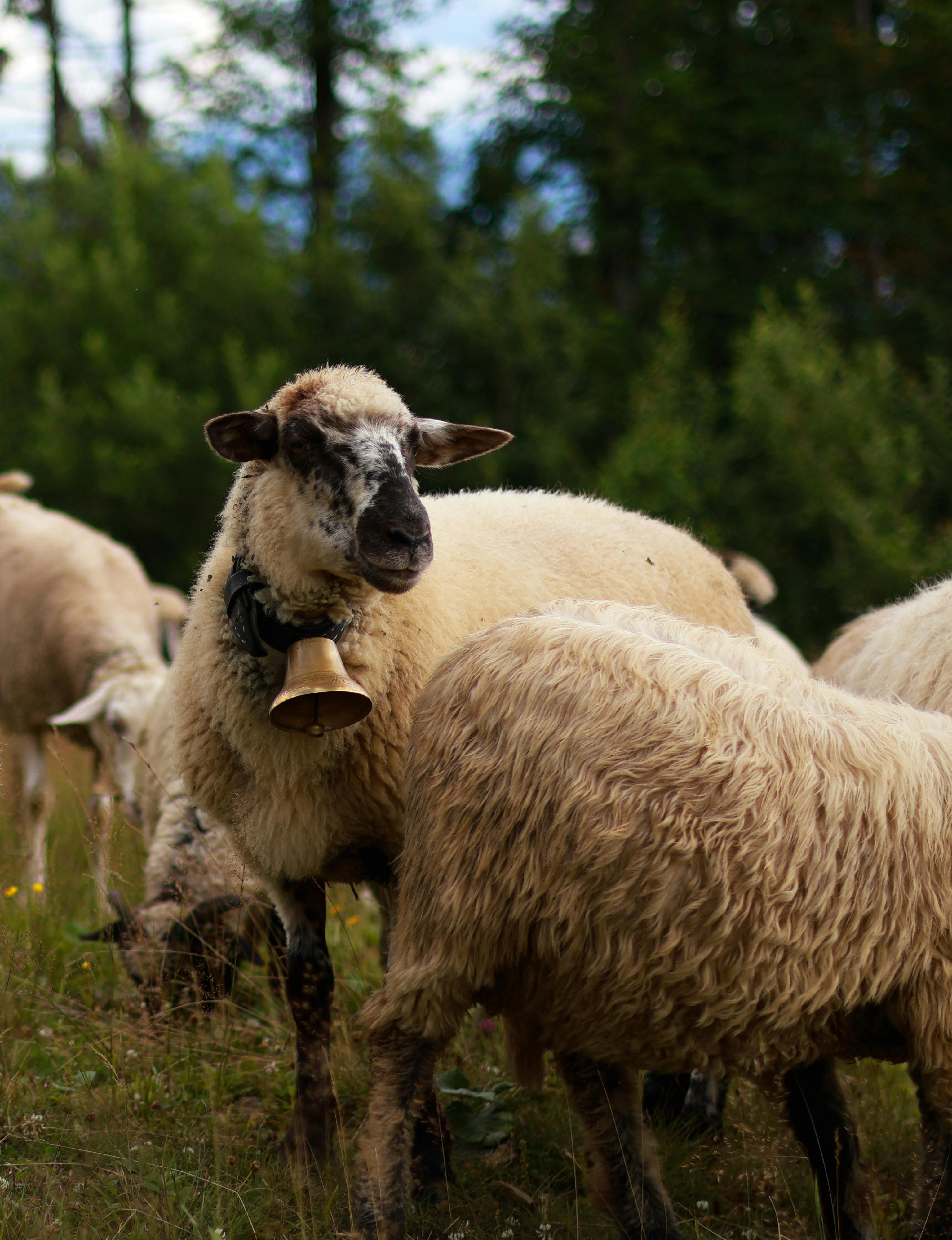 Sheep with Bell on Pasture · Free Stock Photo