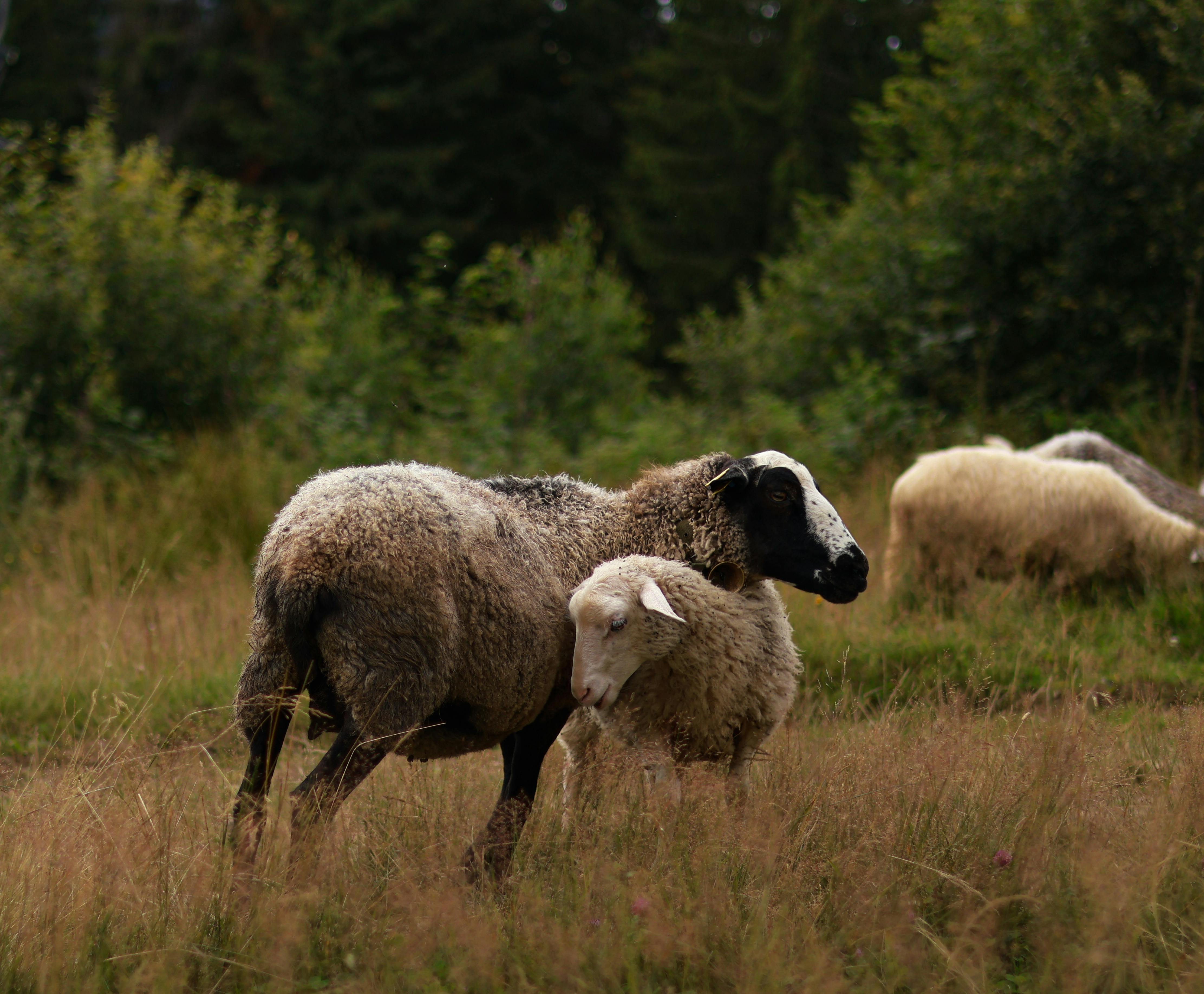 Herd of Sheep · Free Stock Photo