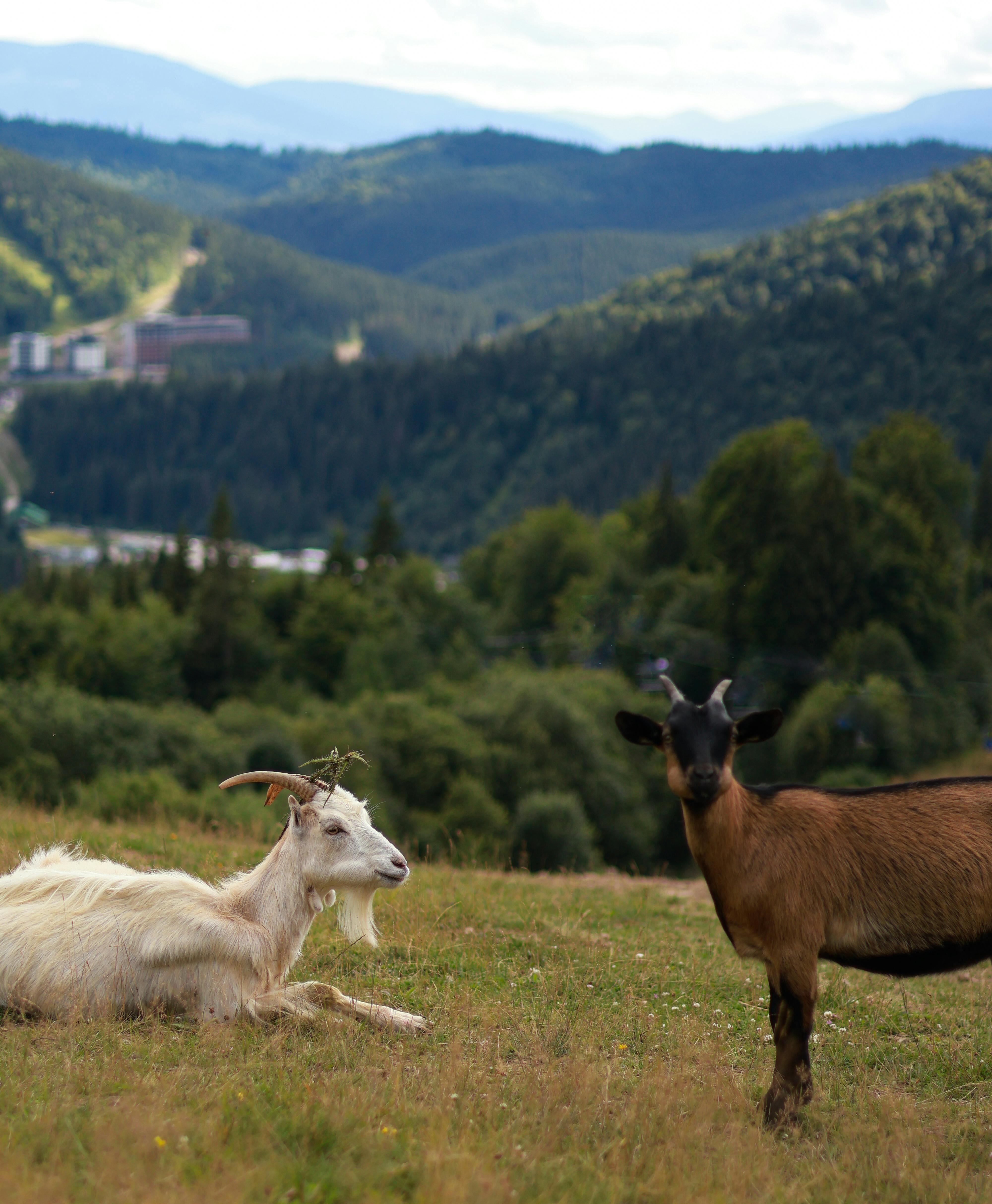 Two White Goats Standing on a Foggy Pasture · Free Stock Photo