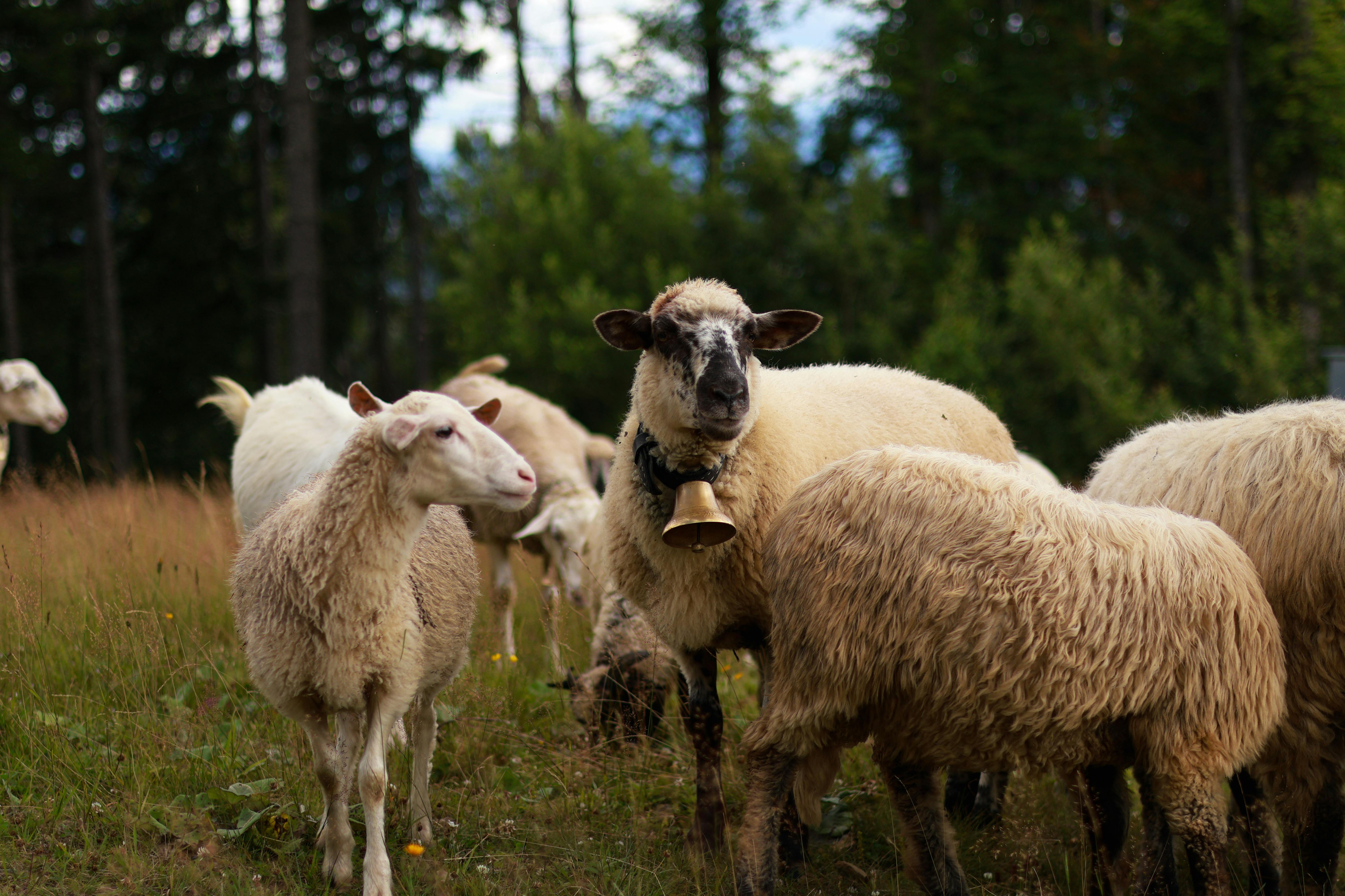 Sheep Bell Photos, Download The BEST Free Sheep Bell Stock Photos & HD ...