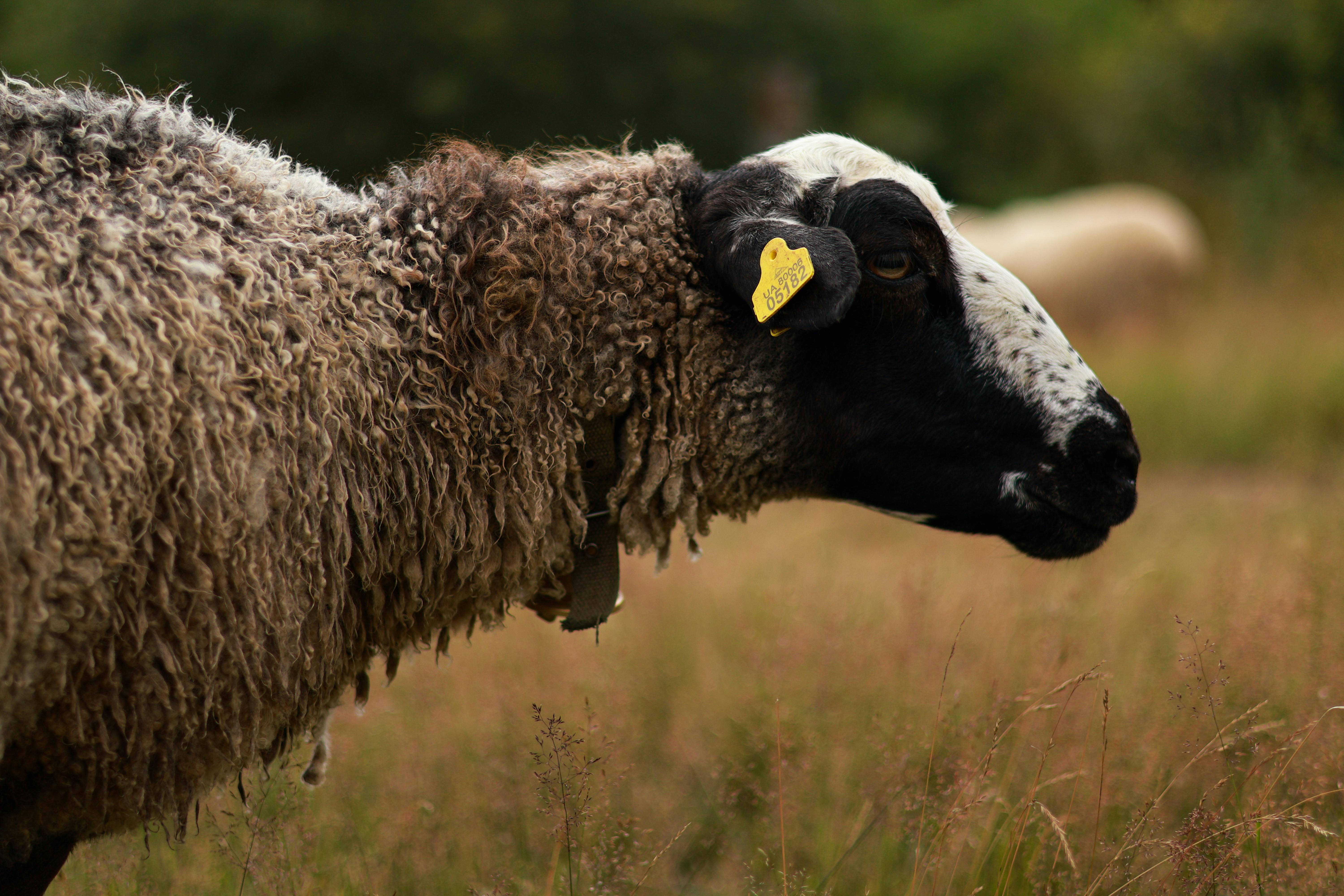 8k Wallpaper Sheep Photos, Download The BEST Free 8k Wallpaper Sheep ...