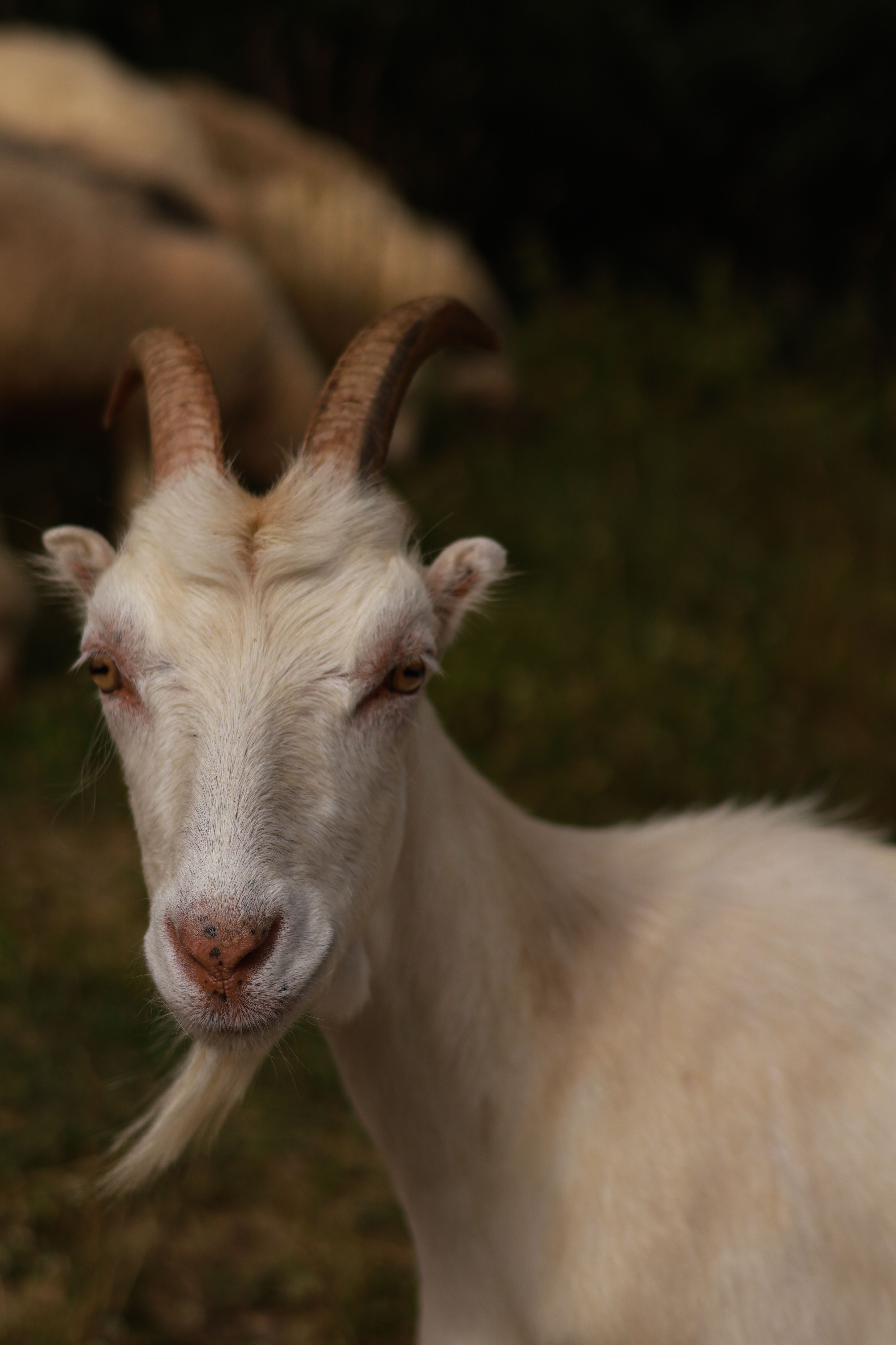 Portrait of White Goat · Free Stock Photo