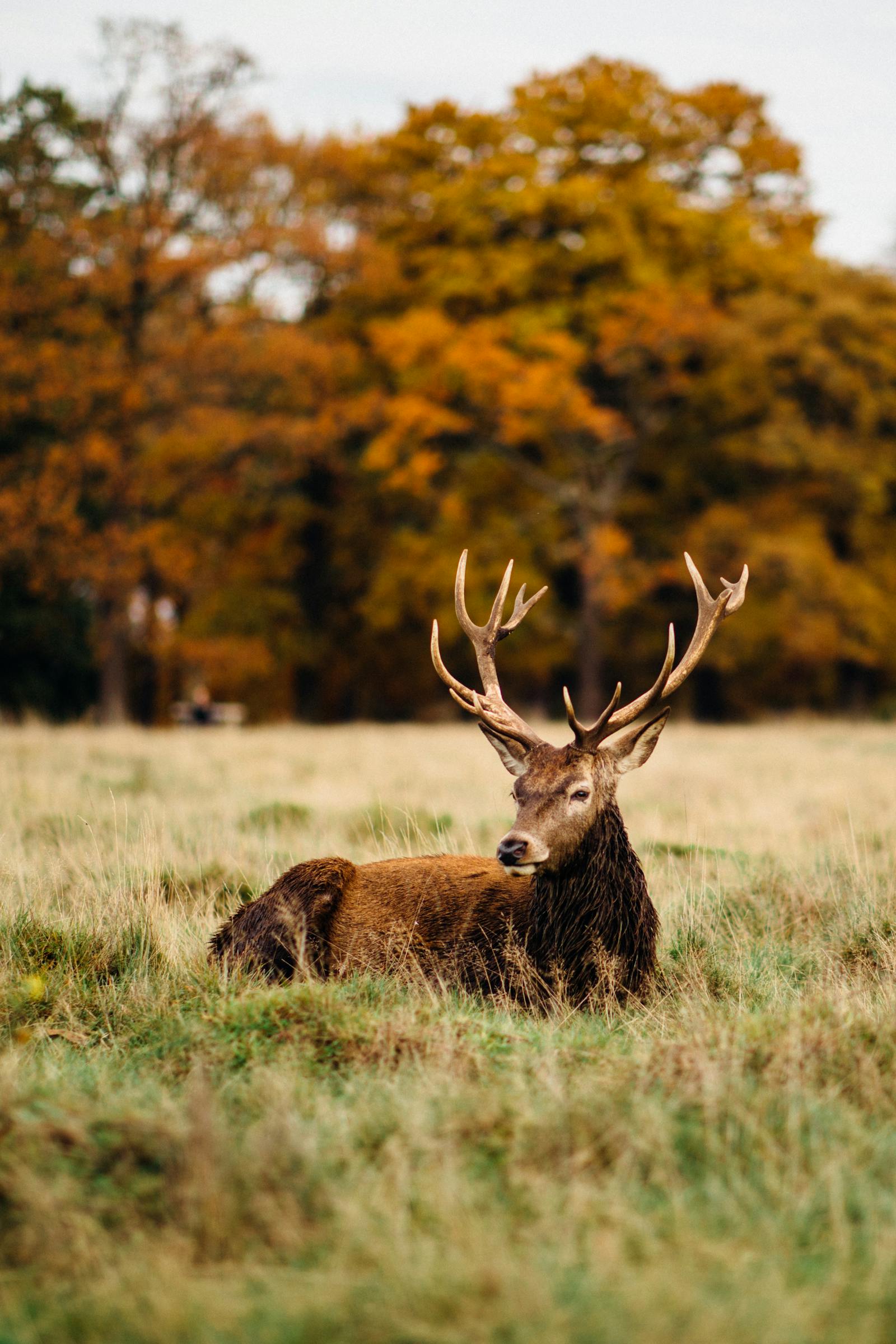 Buck Photos, Download The BEST Free Buck Stock Photos & HD Images