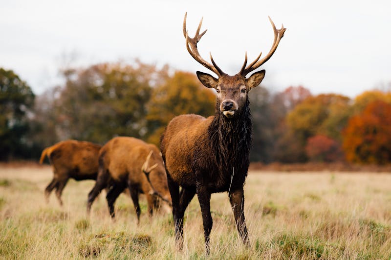 Buck Photos, Download The BEST Free Buck Stock Photos & HD Images
