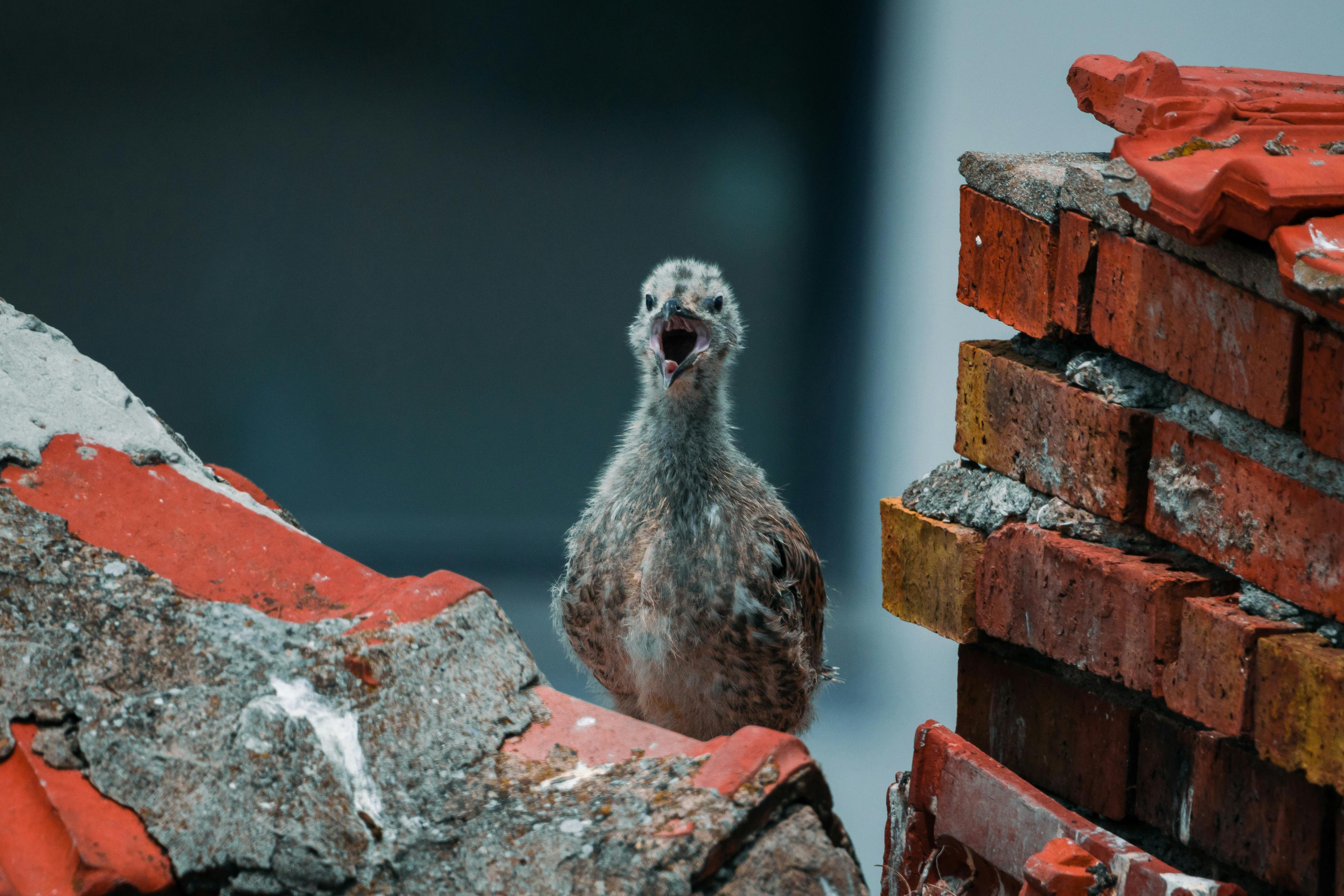 Bird Chick near Bricks · Free Stock Photo