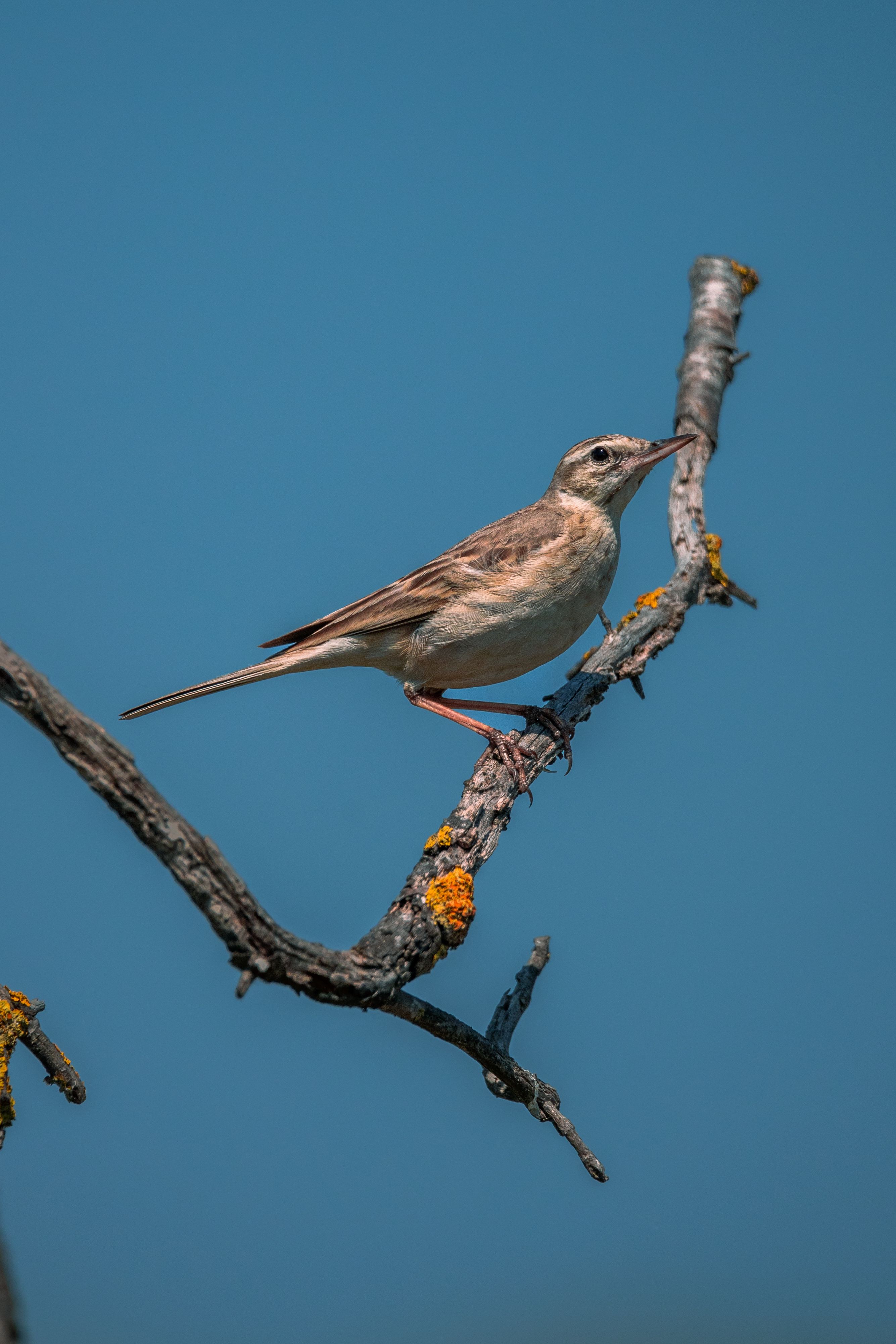Close up of Richards Pipit · Free Stock Photo