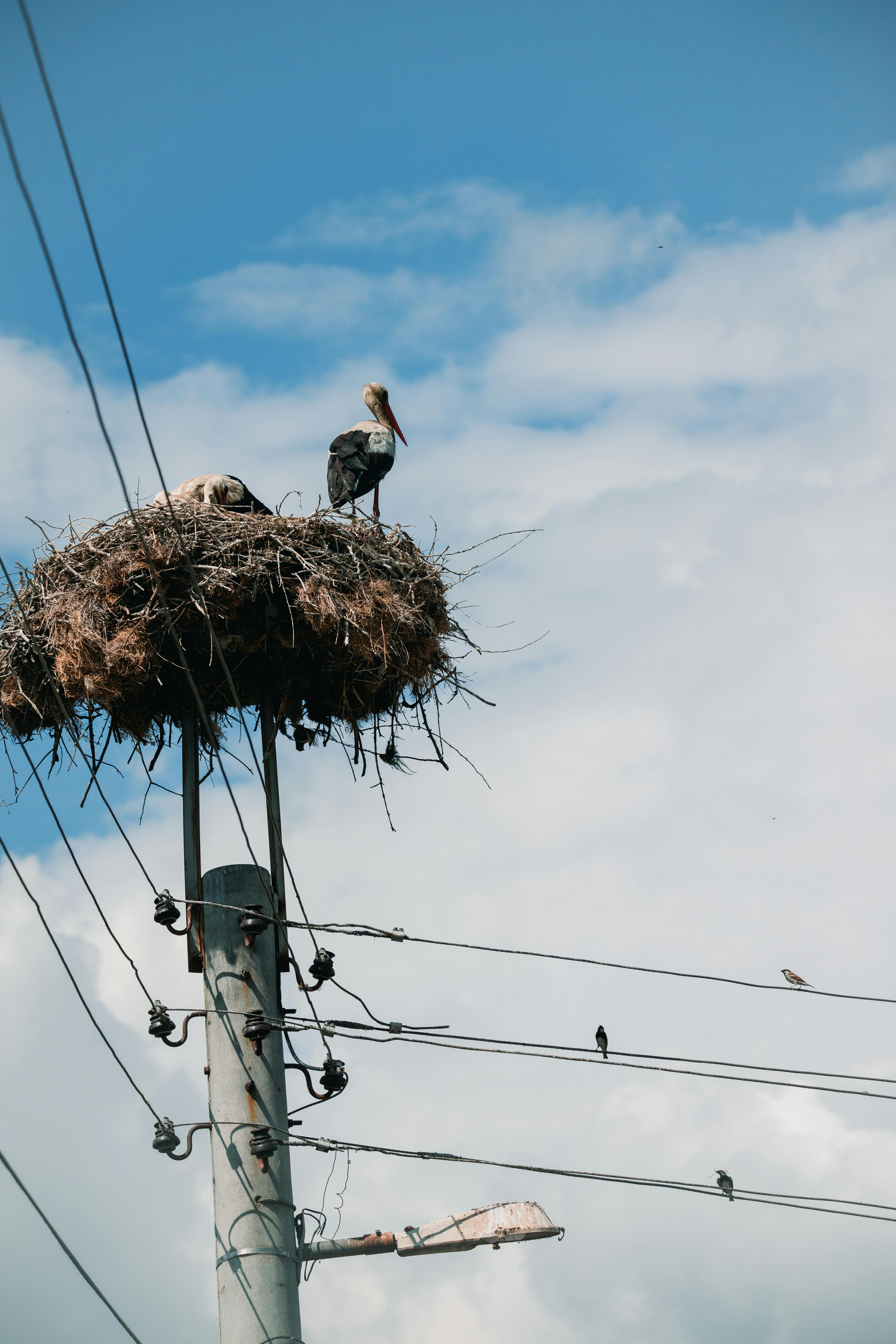 A Photo of a Utility Pole with a Film Burn · Free Stock Photo