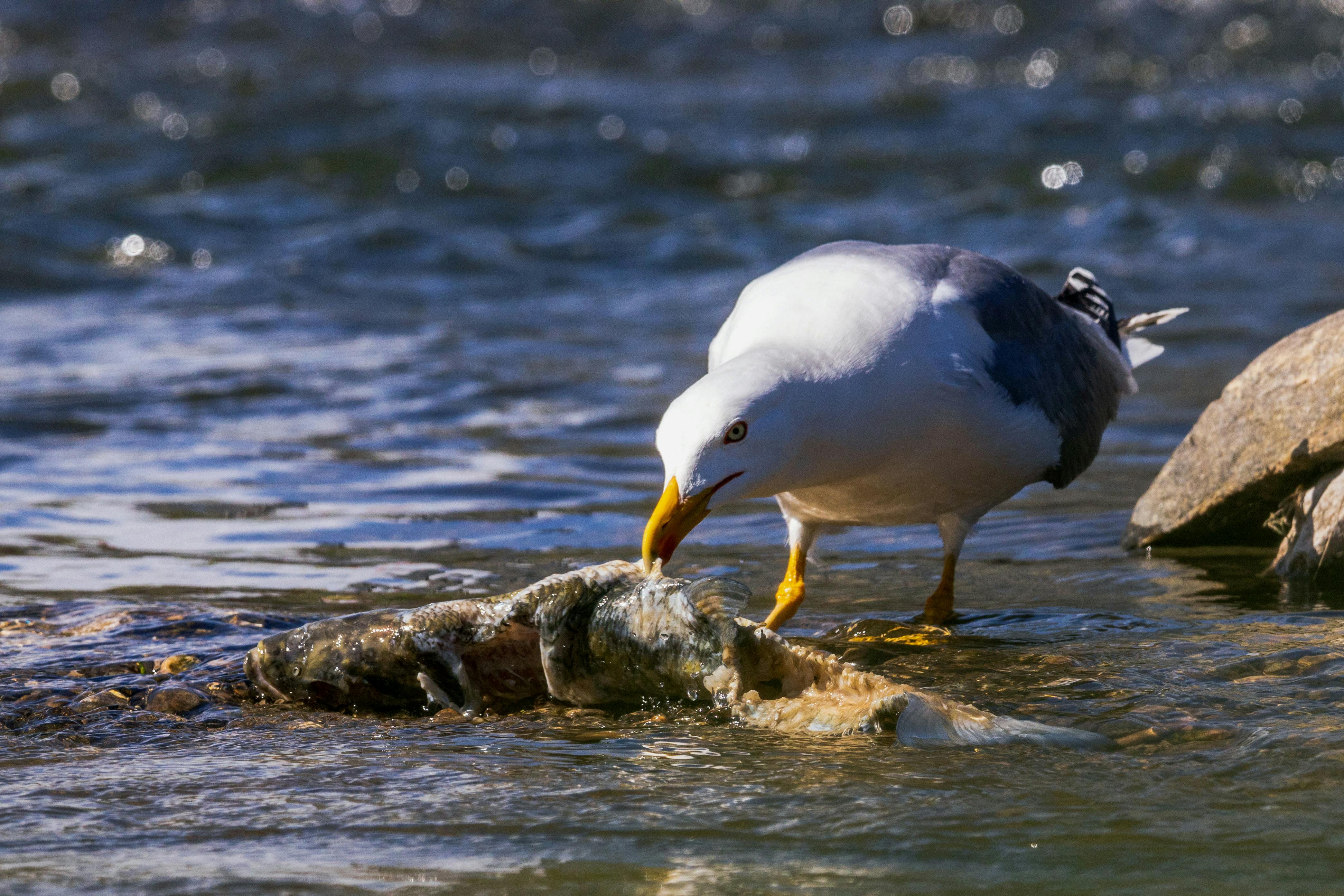 Seagull and Fish in Water · Free Stock Photo