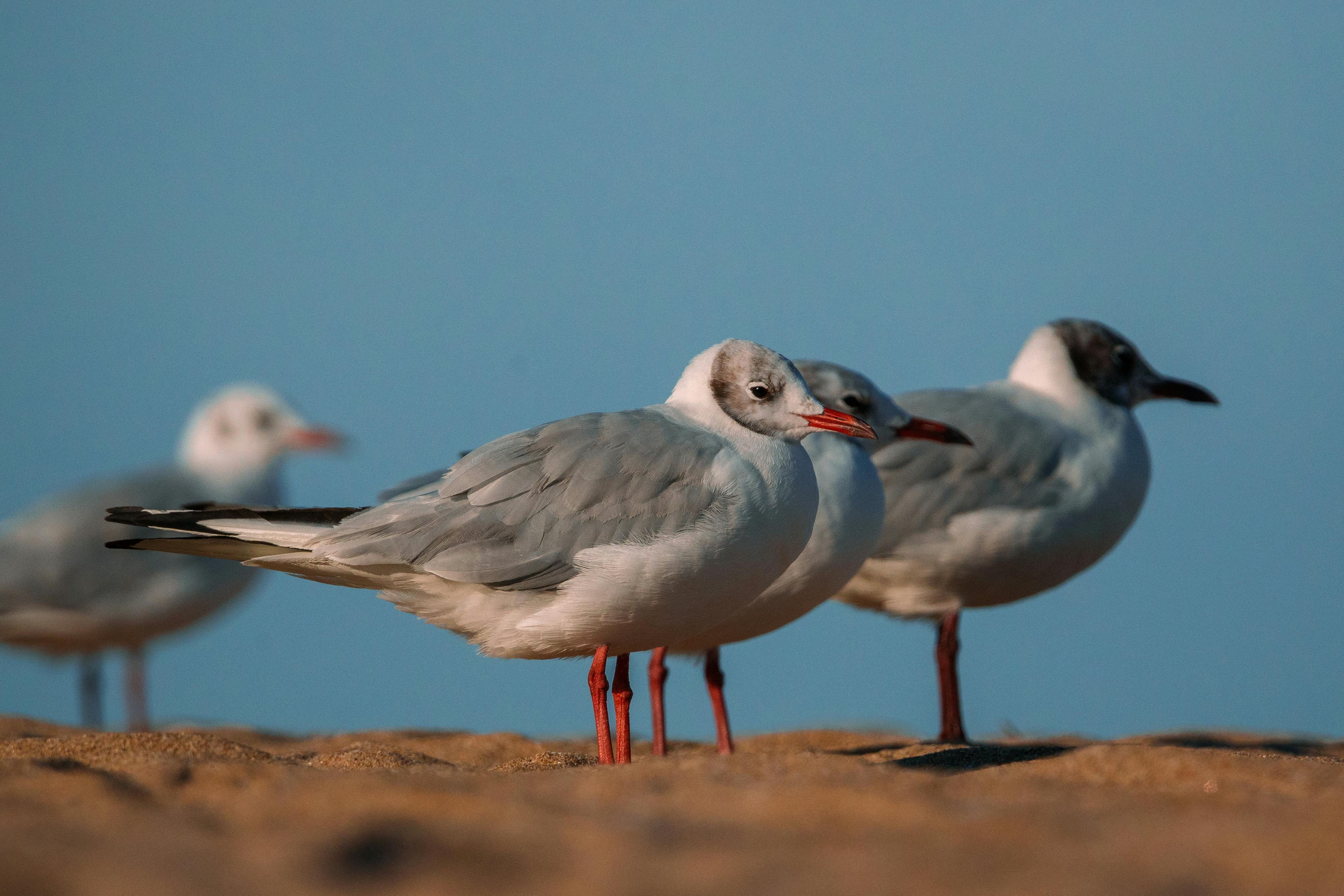 Foto stok gratis tentang alam, bangsa burung, bukit pasir, bulu, burung ...