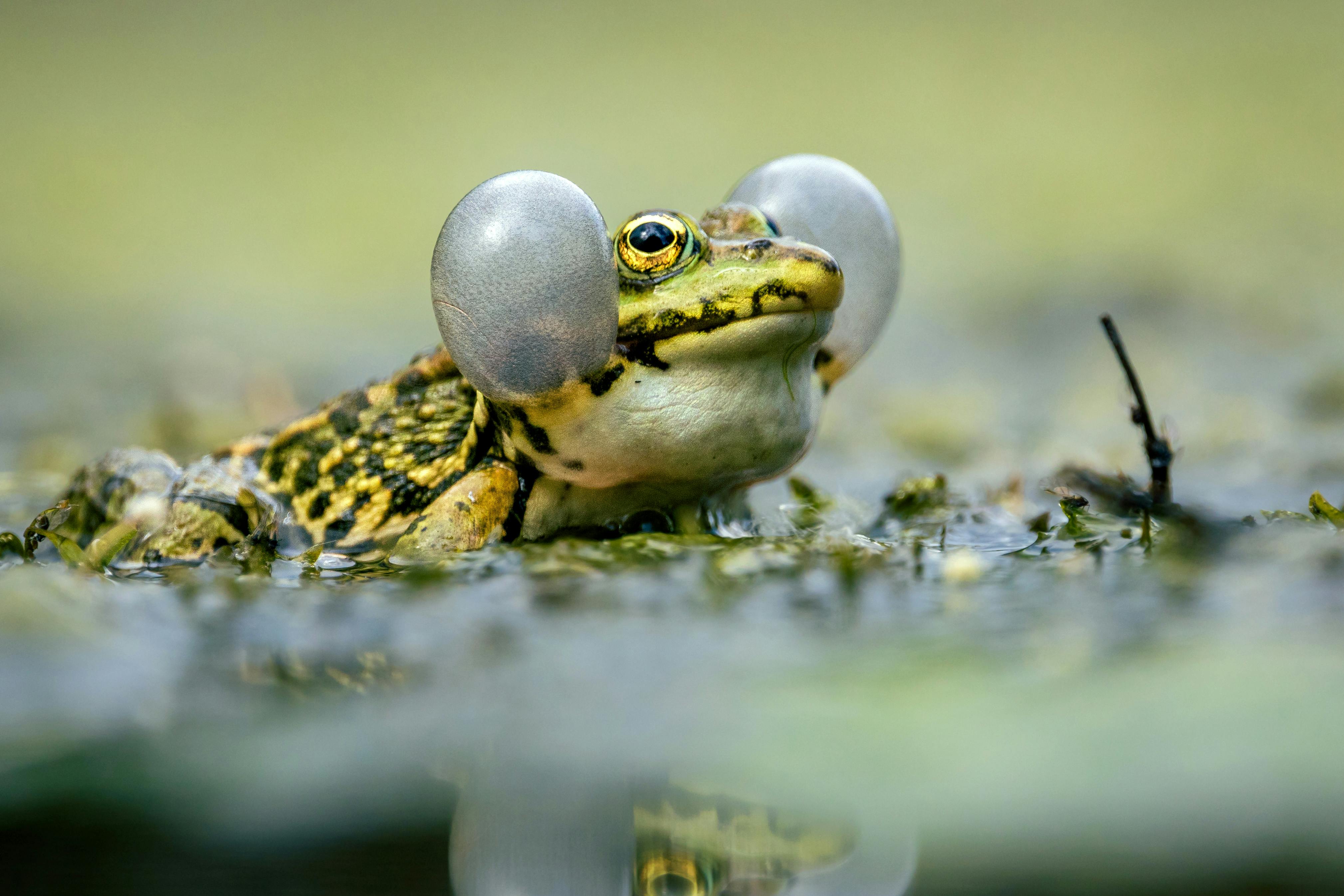 Close up of Frog · Free Stock Photo