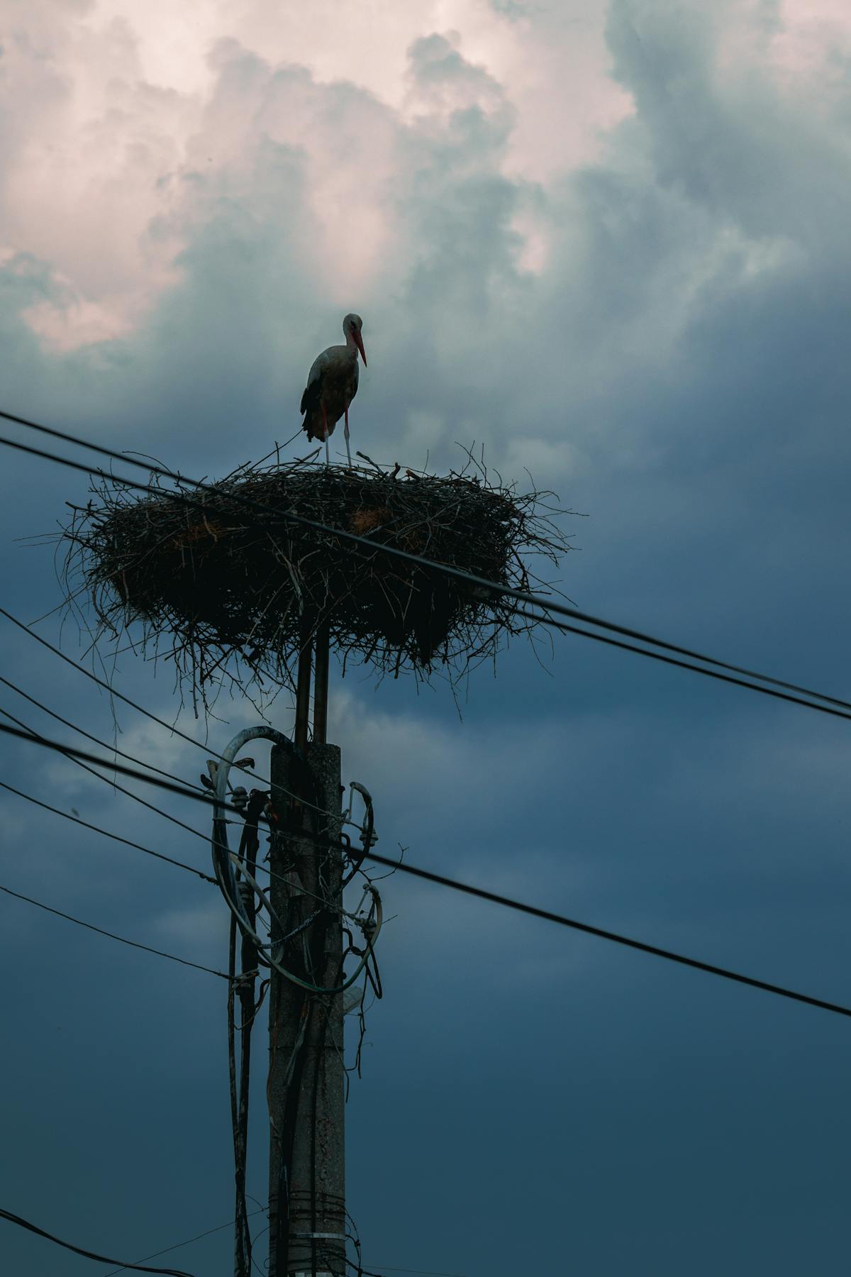 10,000+张最精彩的“Power Sprinkle Gifs”图片 · 100%免费下载 · Pexels素材图片