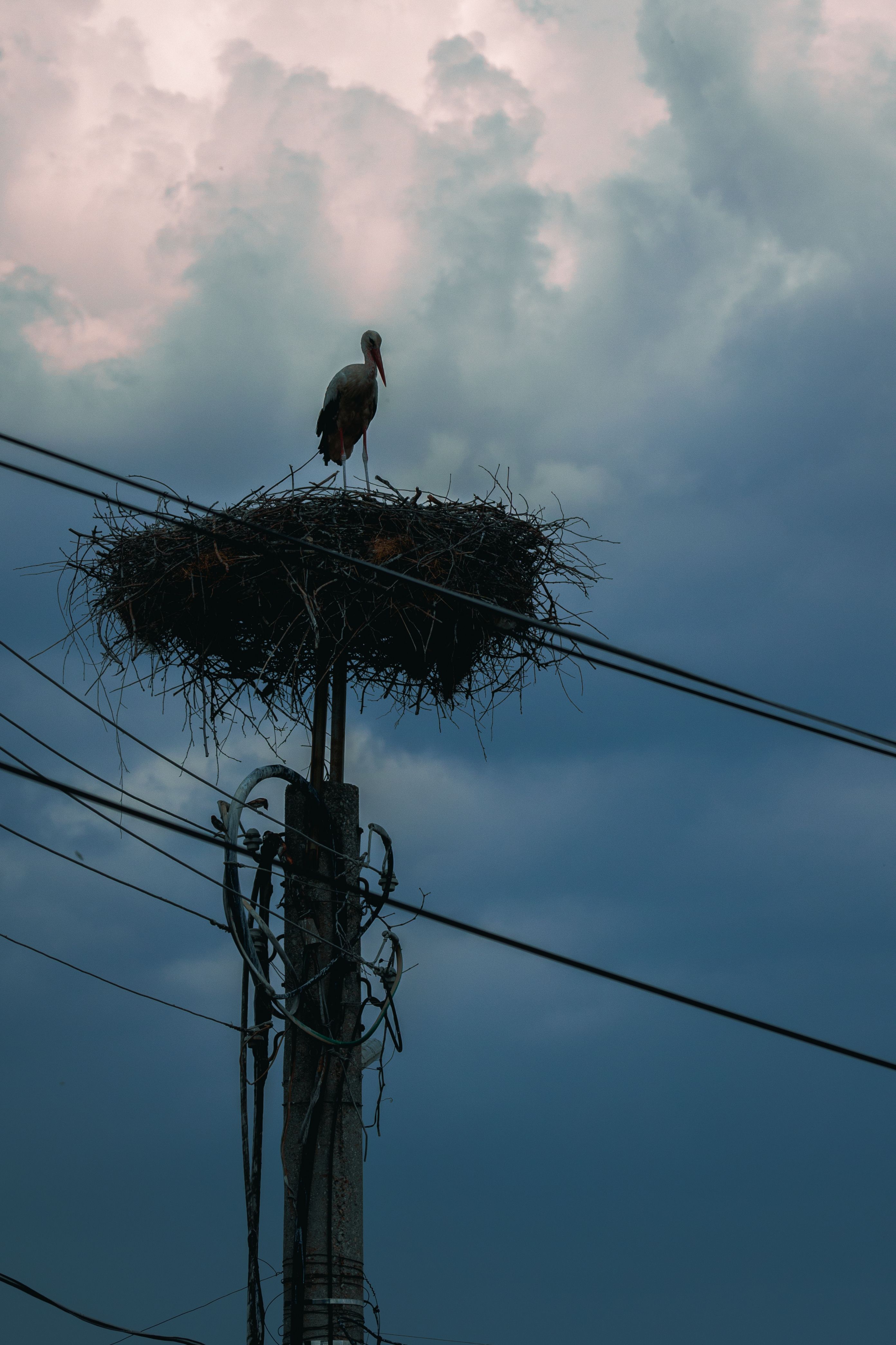 Rain Clouds over Stork in Nest on Utility Pole · Free Stock Photo
