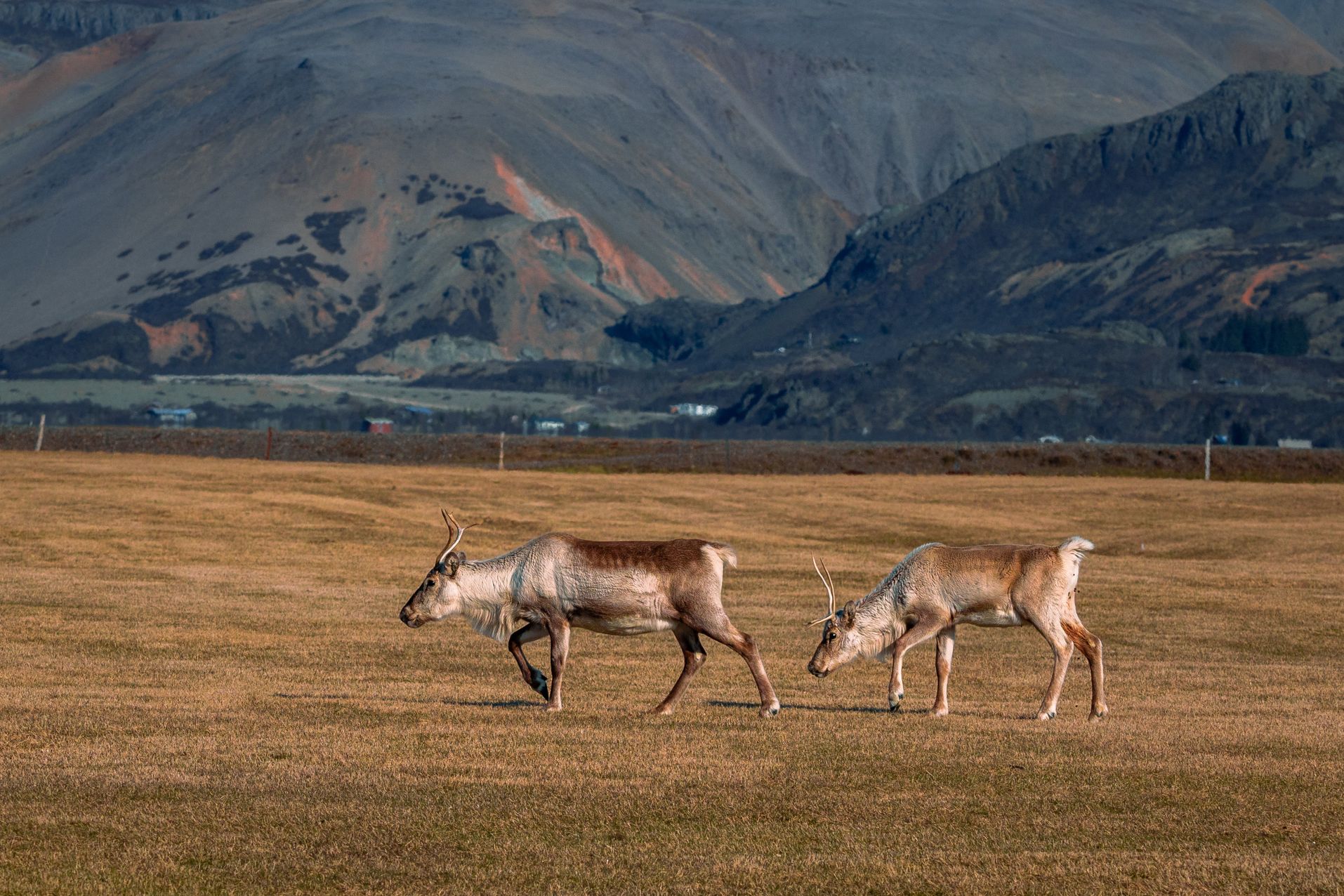 Caribou in North America: Biology and Conservation