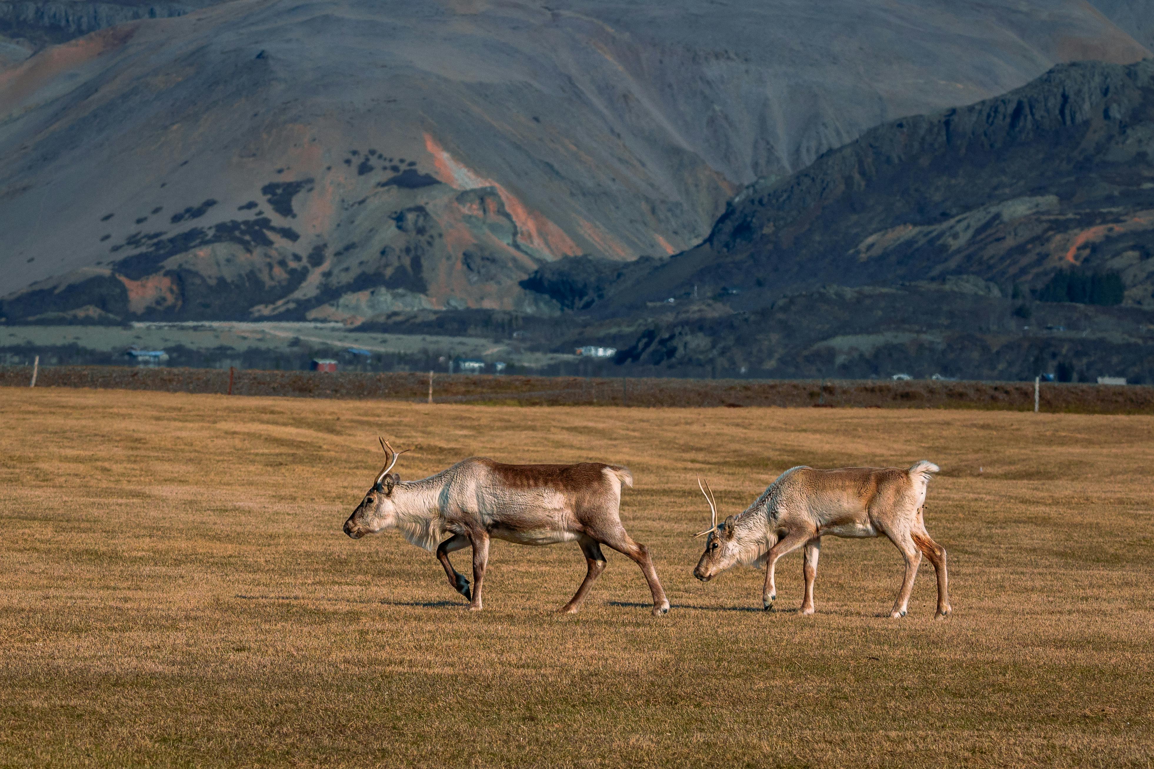 Foto de stock gratuita sobre aislamiento, al aire libre, animal ...