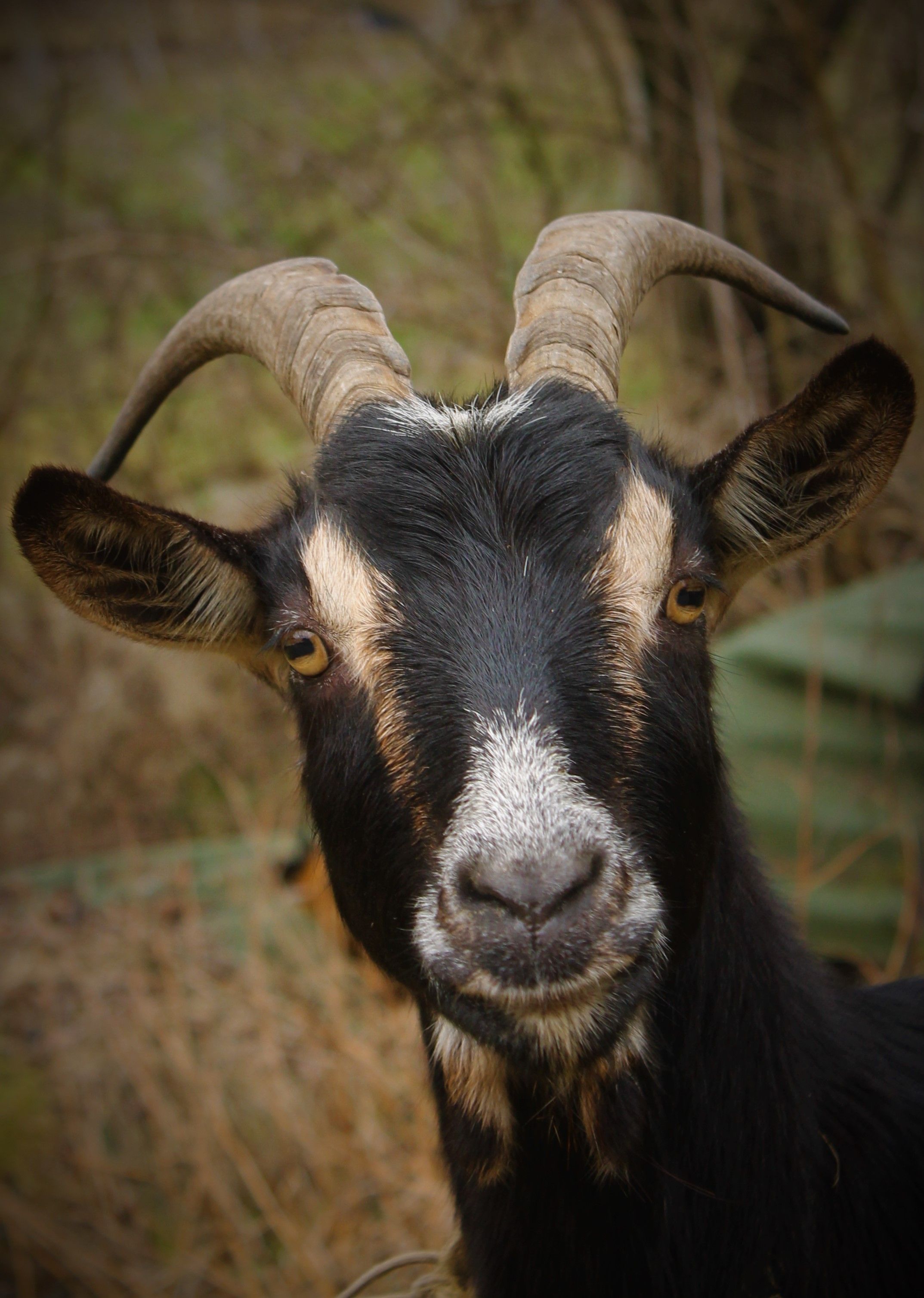 Portrait of a Goat · Free Stock Photo