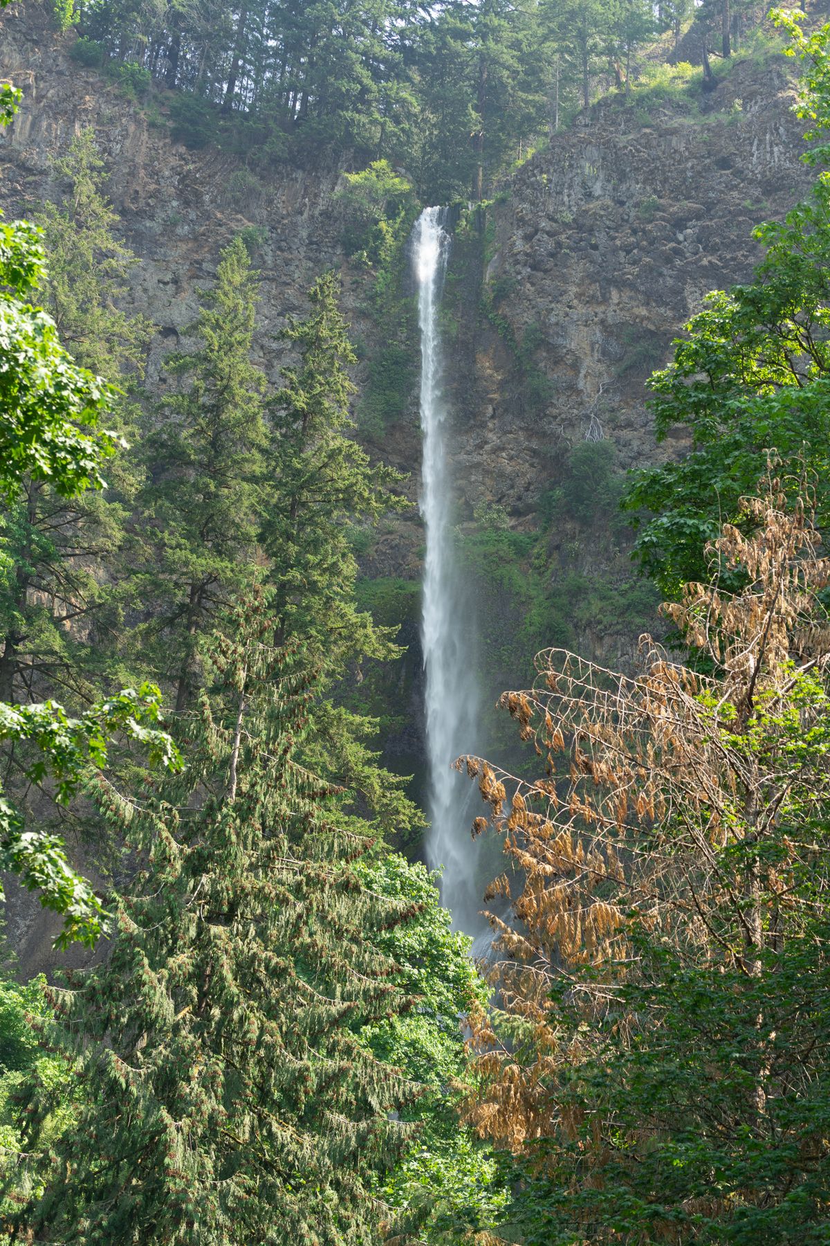 Lock Screen Forest Photos, Download The BEST Free Lock Screen Forest ...
