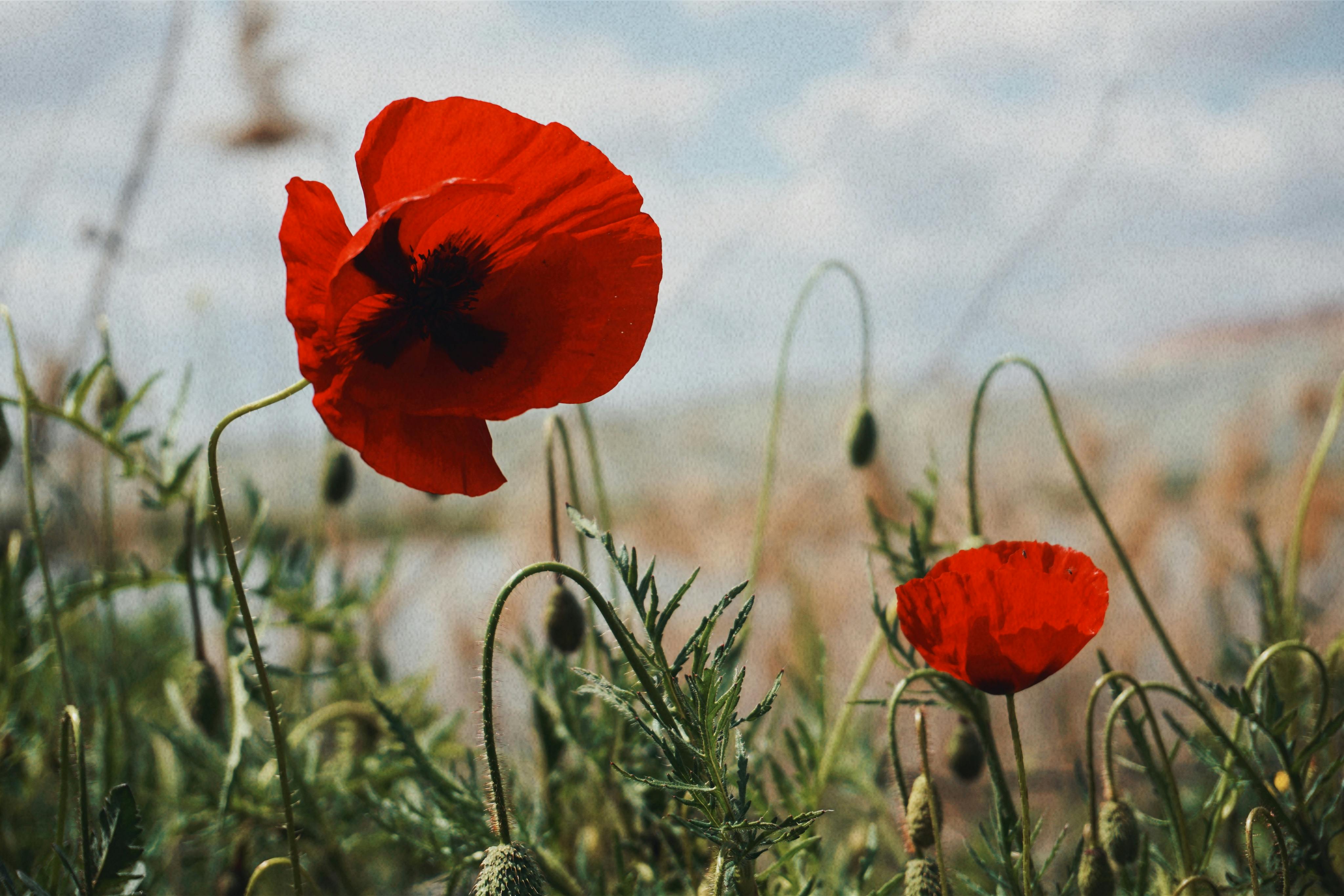 Poppy Wallpaper Photos, Download The BEST Free Poppy Wallpaper Stock ...